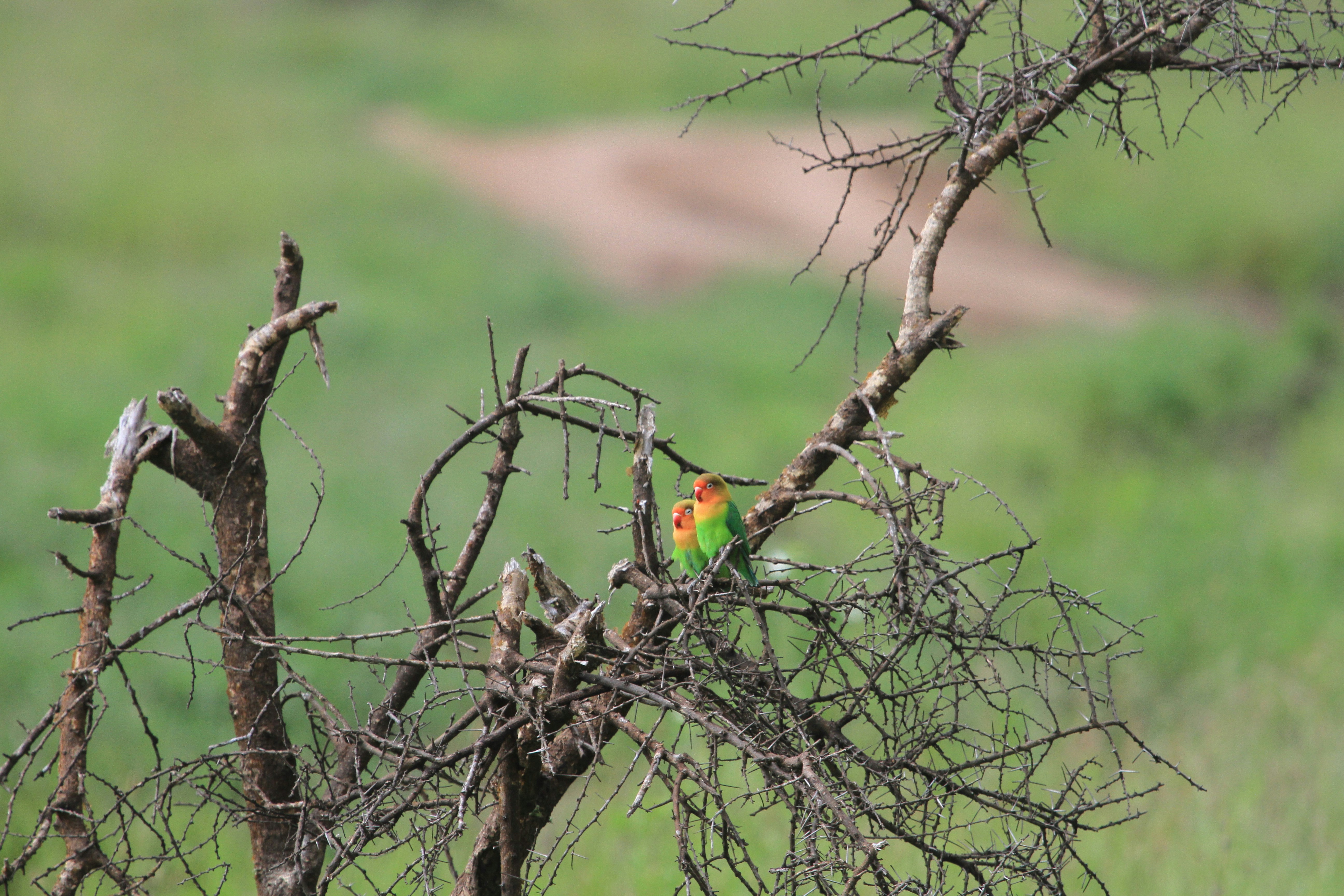 Colorful Kingfisher in a Tangle of Dead Branches