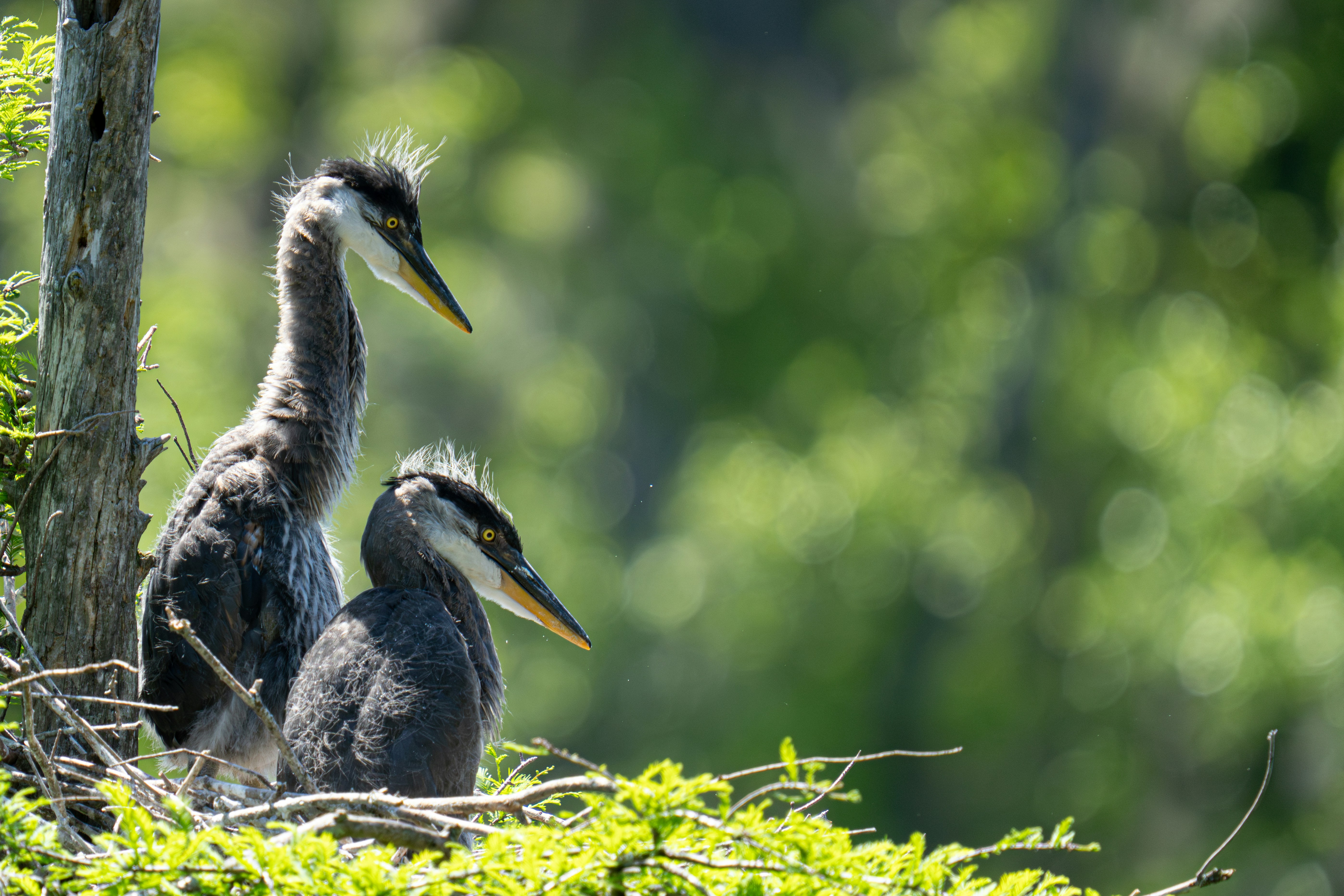 Two Watchful Herons in Sunlit Wetland