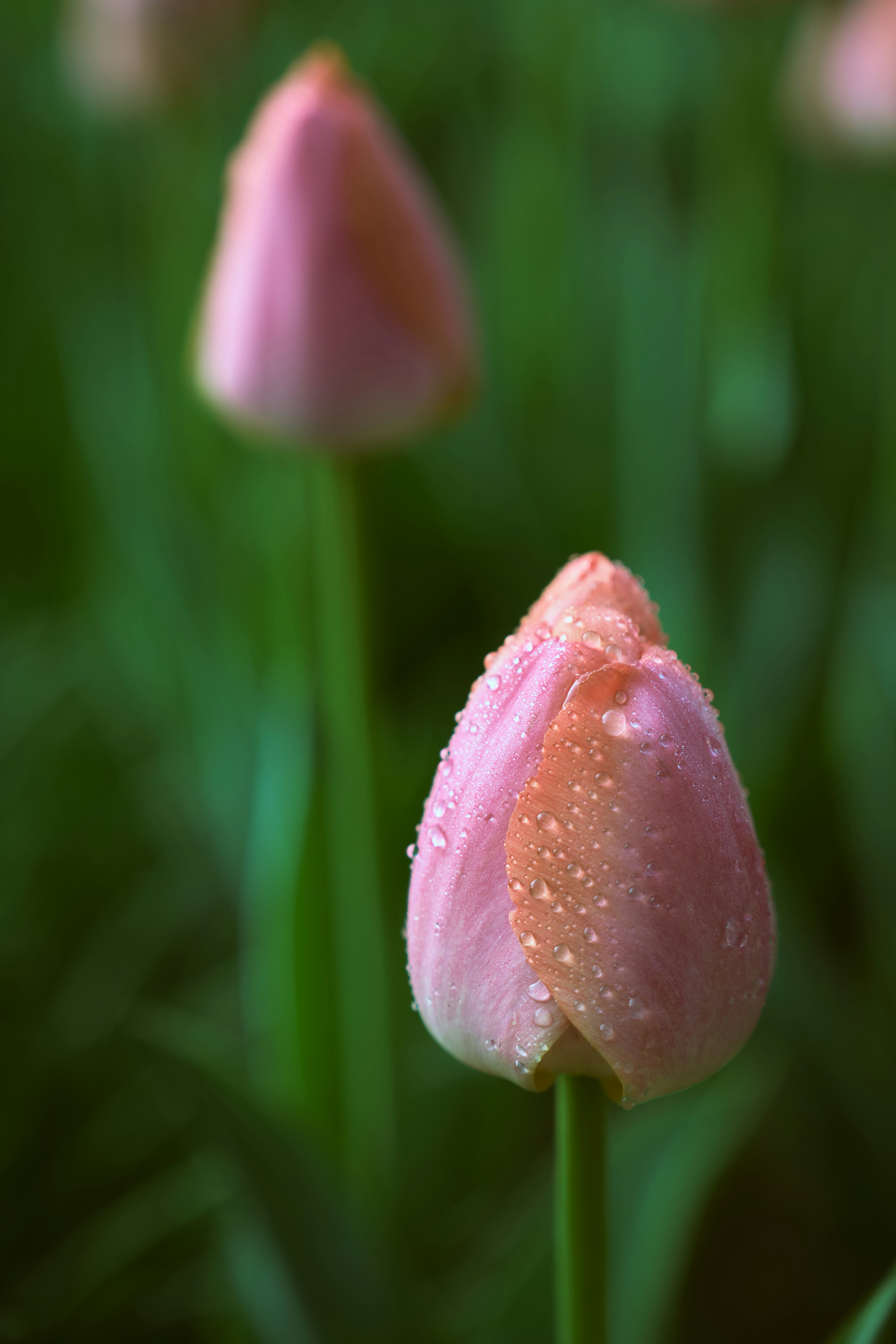 Gentle Pearlescent Tulip in a Dew-Kissed Meadow