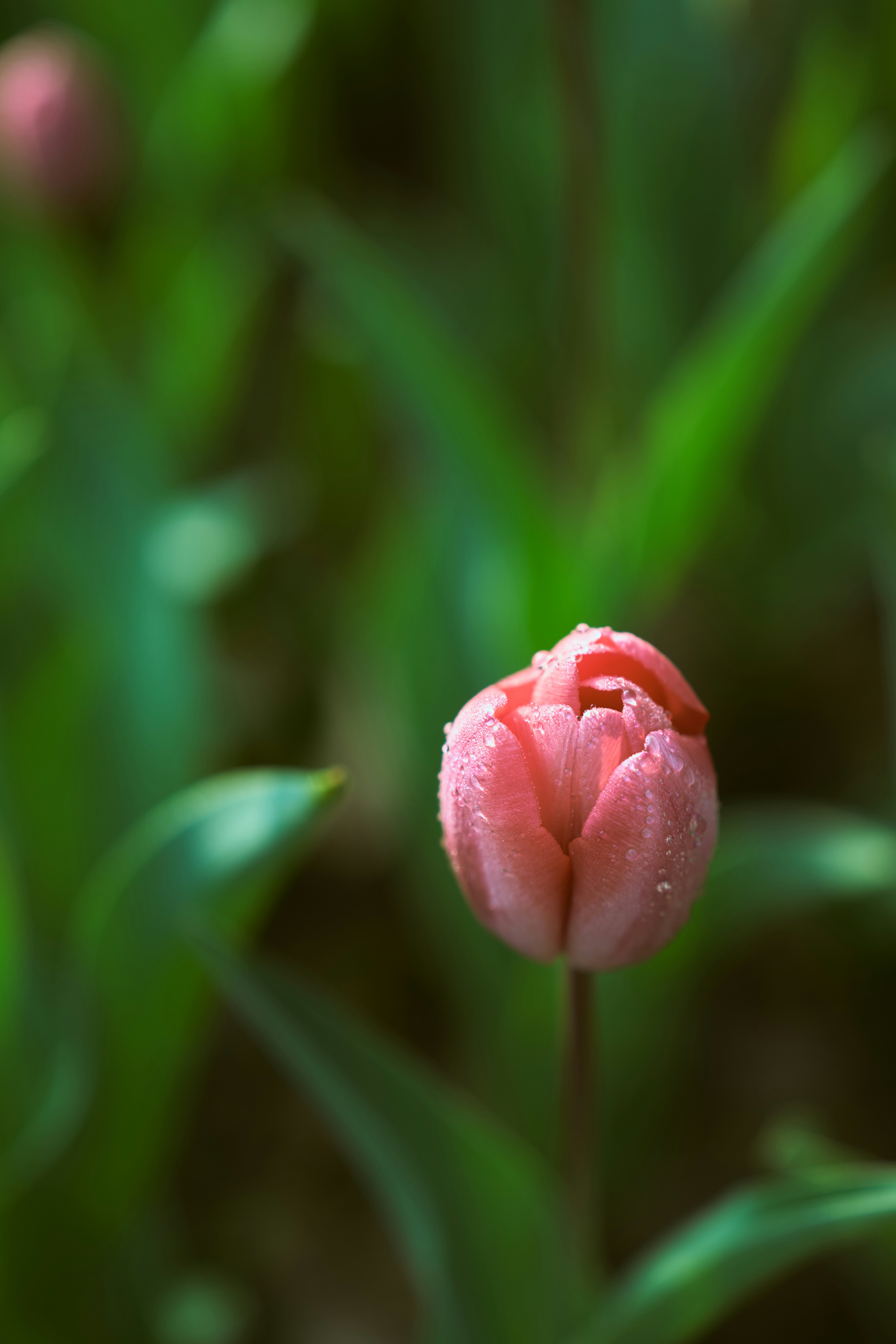 A Pink Tulip in Soft Focus Amid Green Veil
