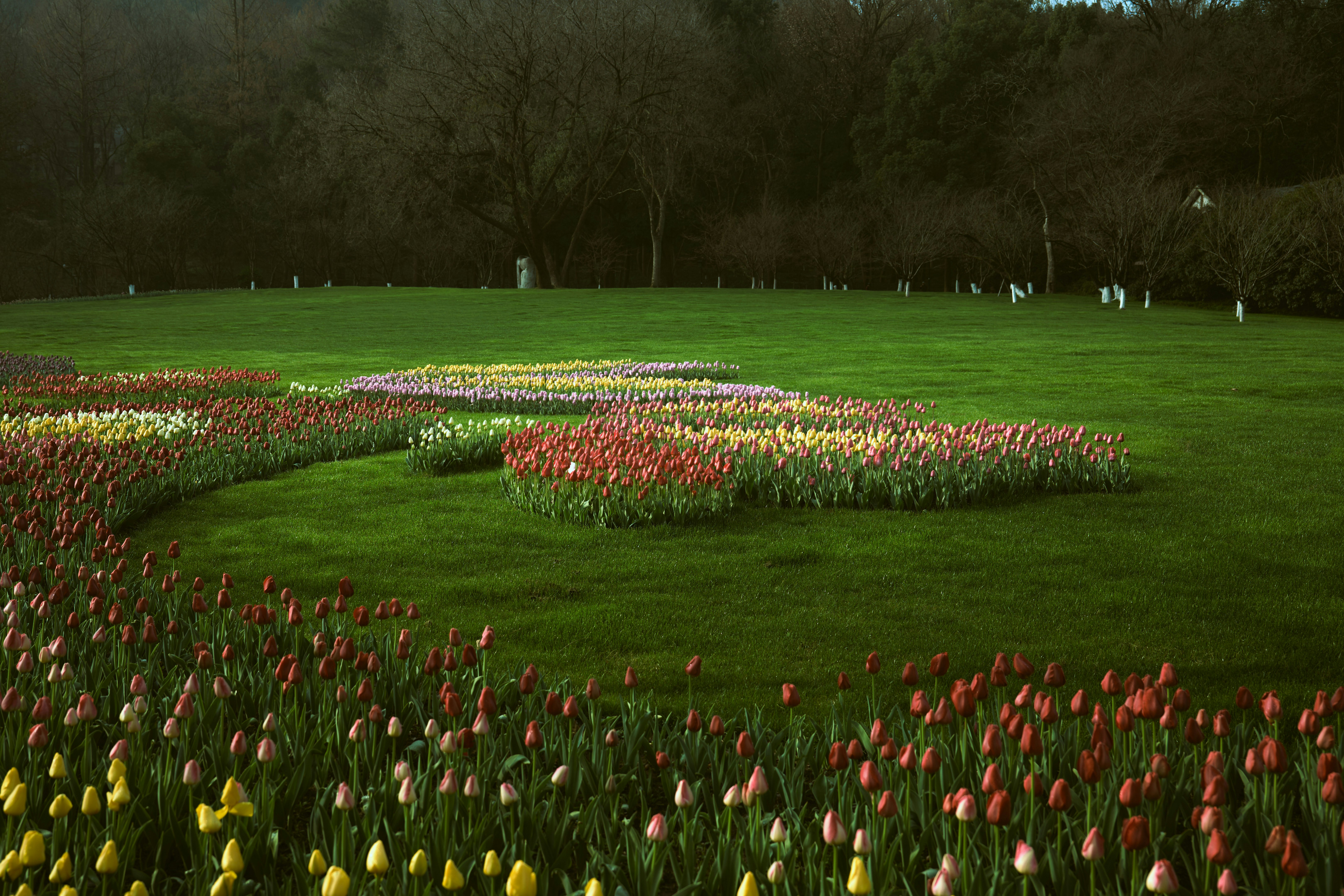 Curved Rivers of Tulips in a Tranquil Park