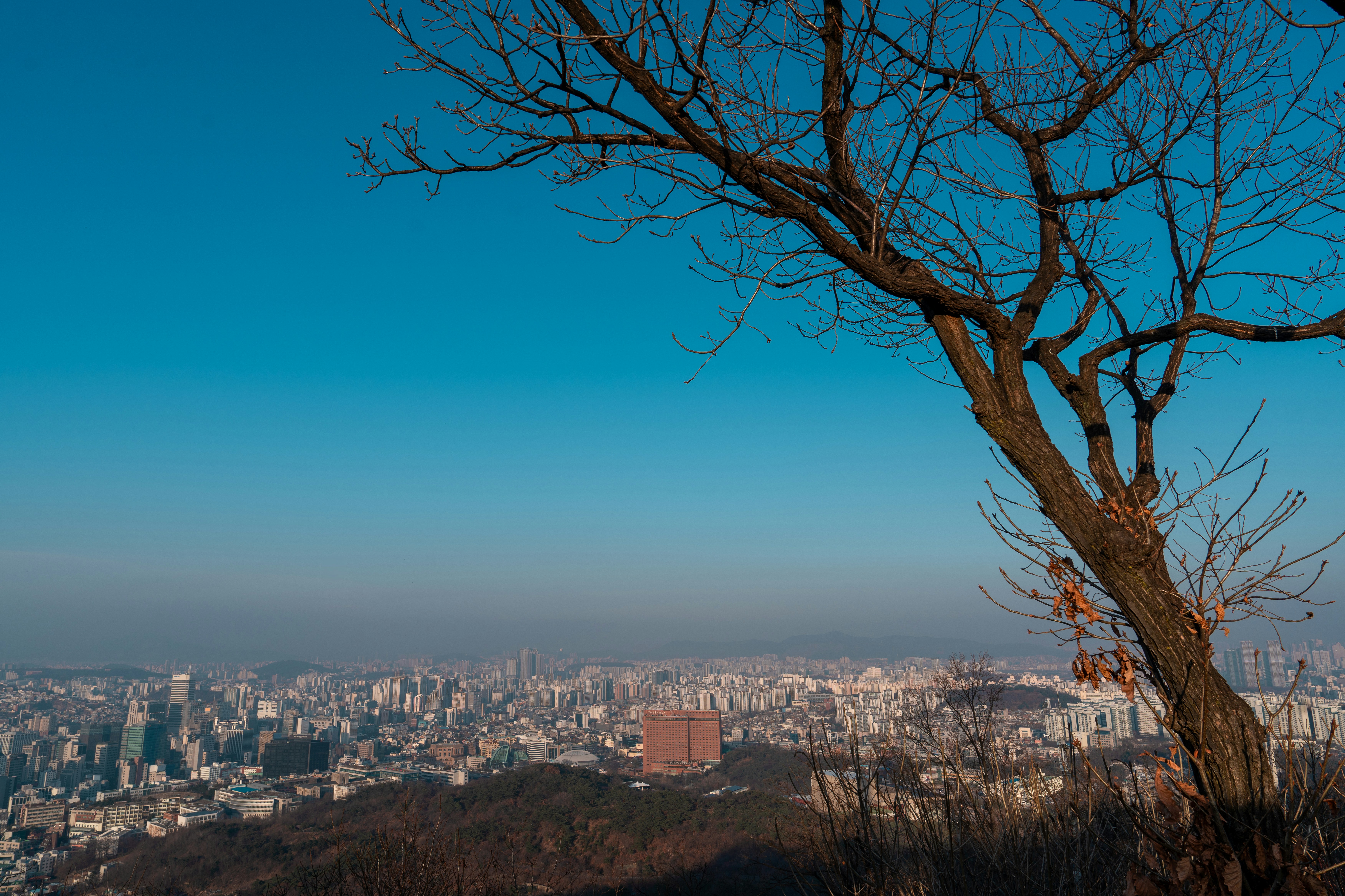 Cityscape Curtain: A Bare Branch Framing a Distant Skyline