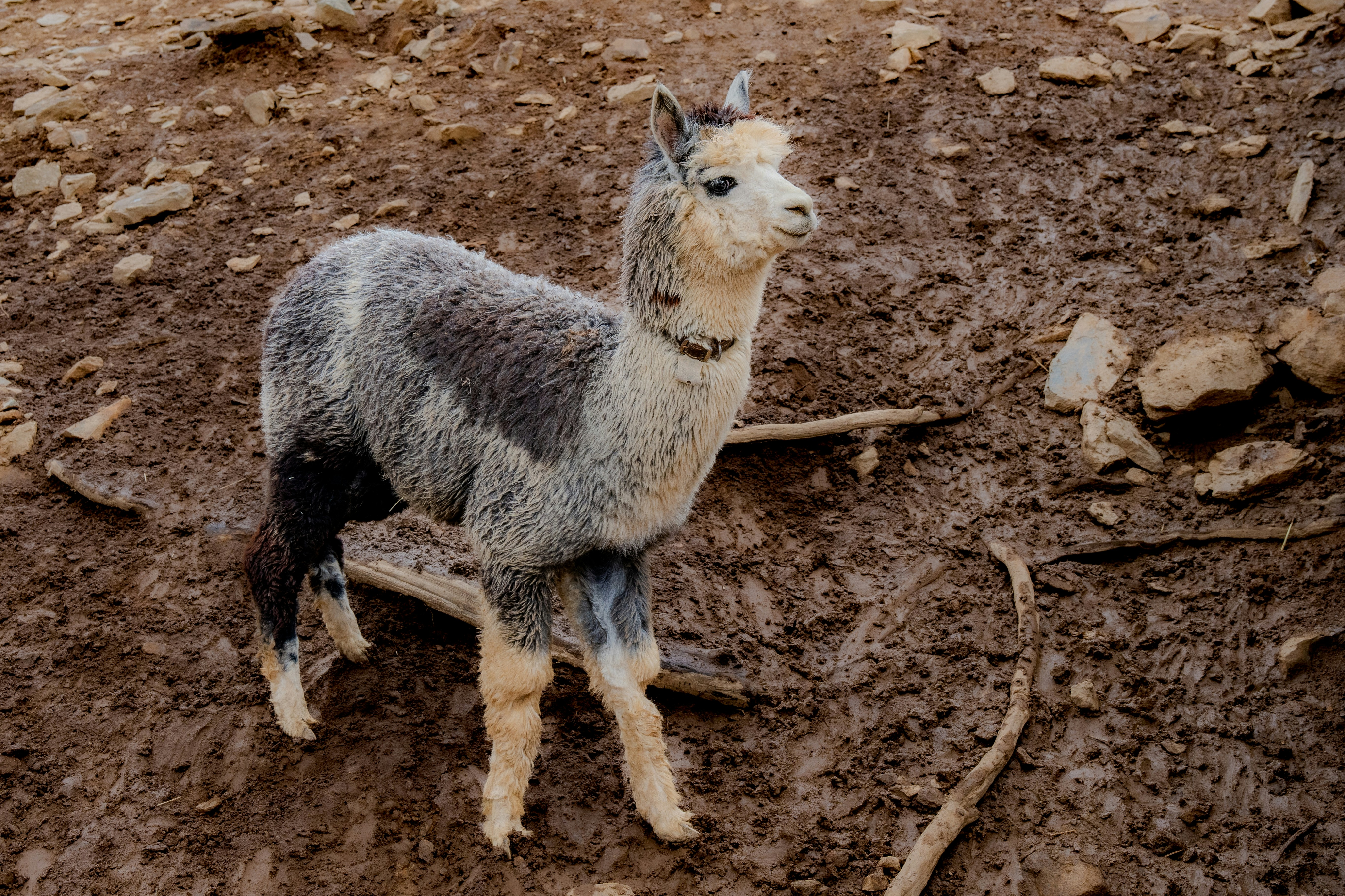 Dusty Llama Portrait Amid Rugged Ground and Driftwood