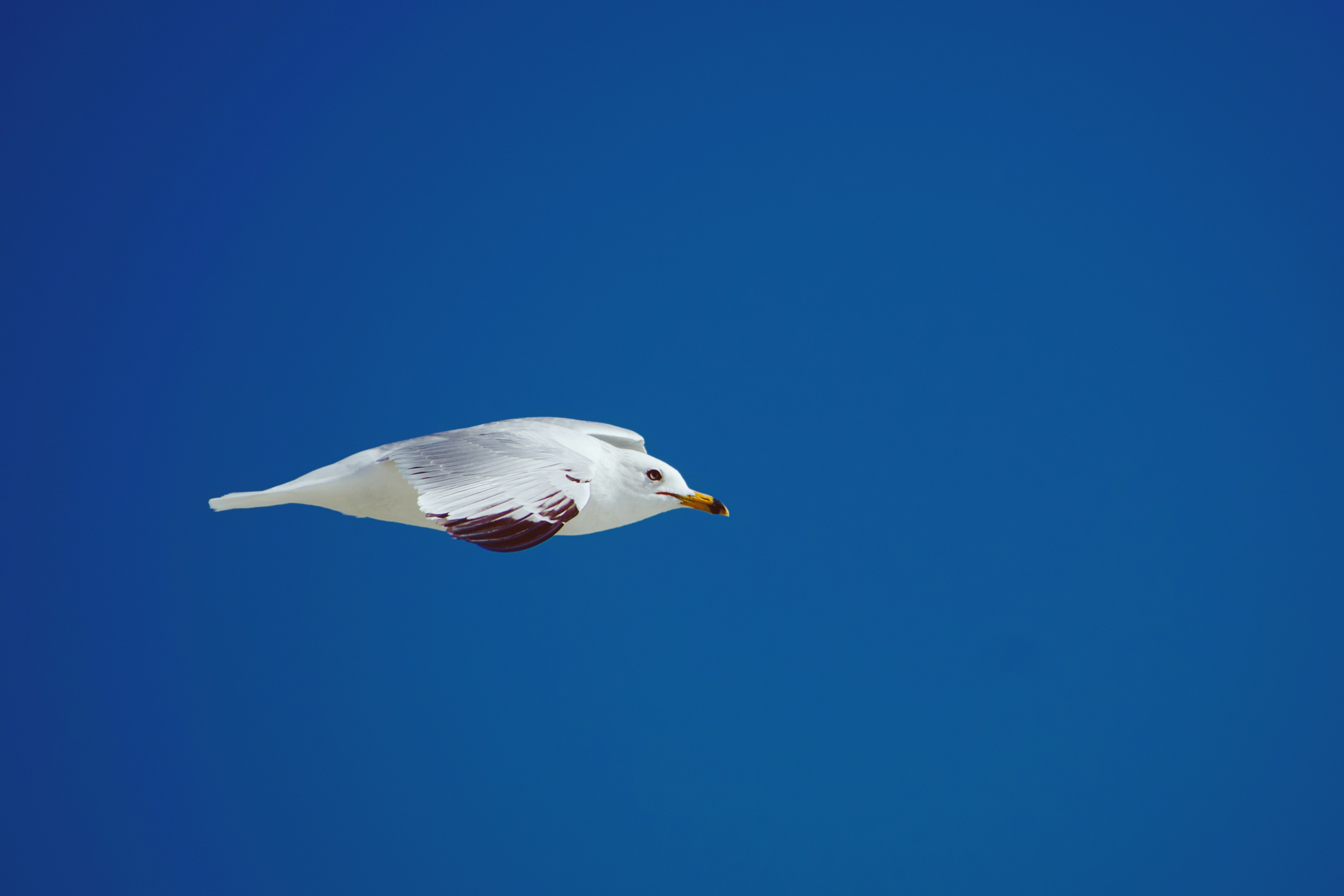 A lone gull carves the blue: mid-flight against a clean sky