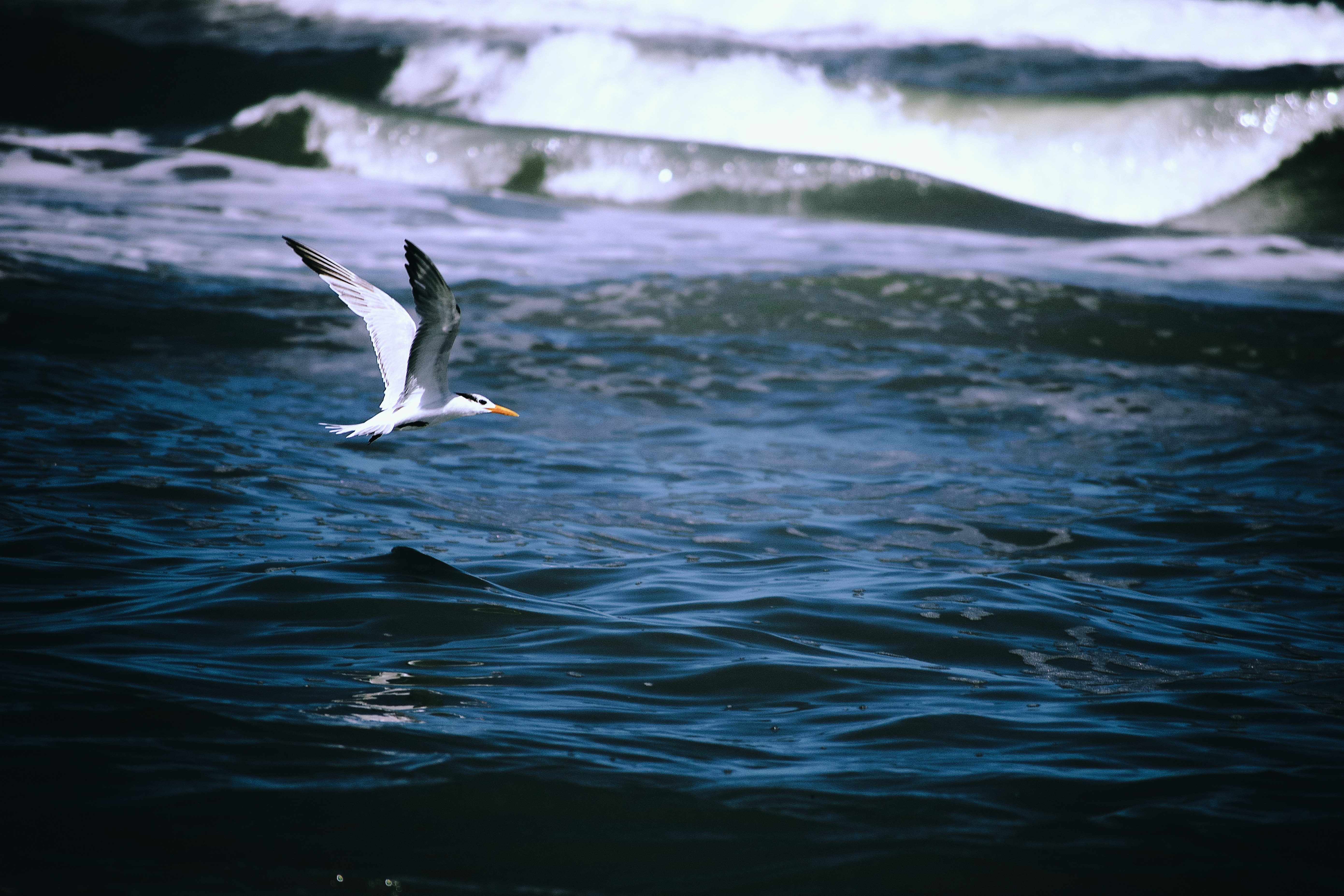 Gliding Seabird Against Distorted Ocean Light