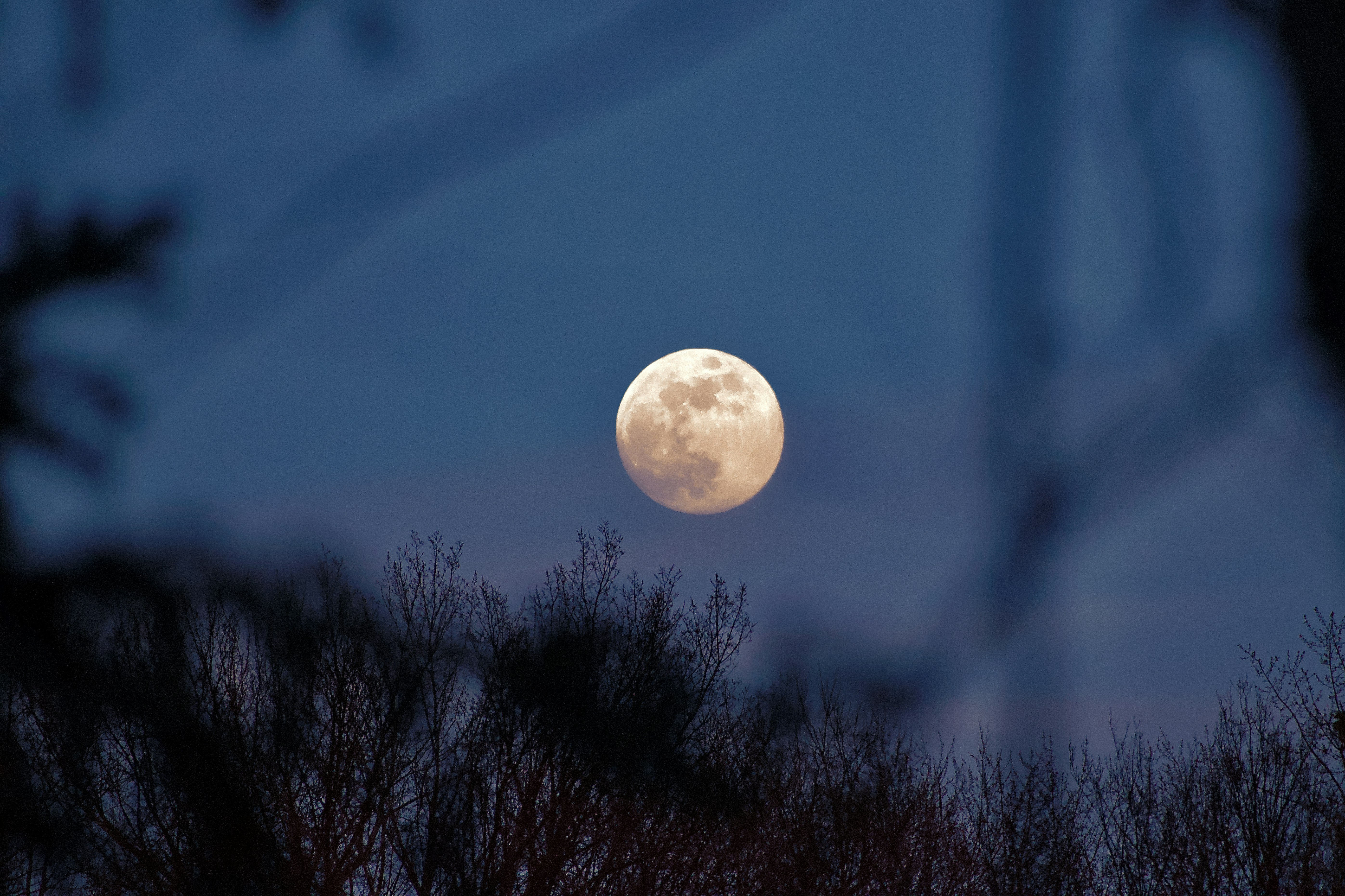 Moonrise Above Silent Branches