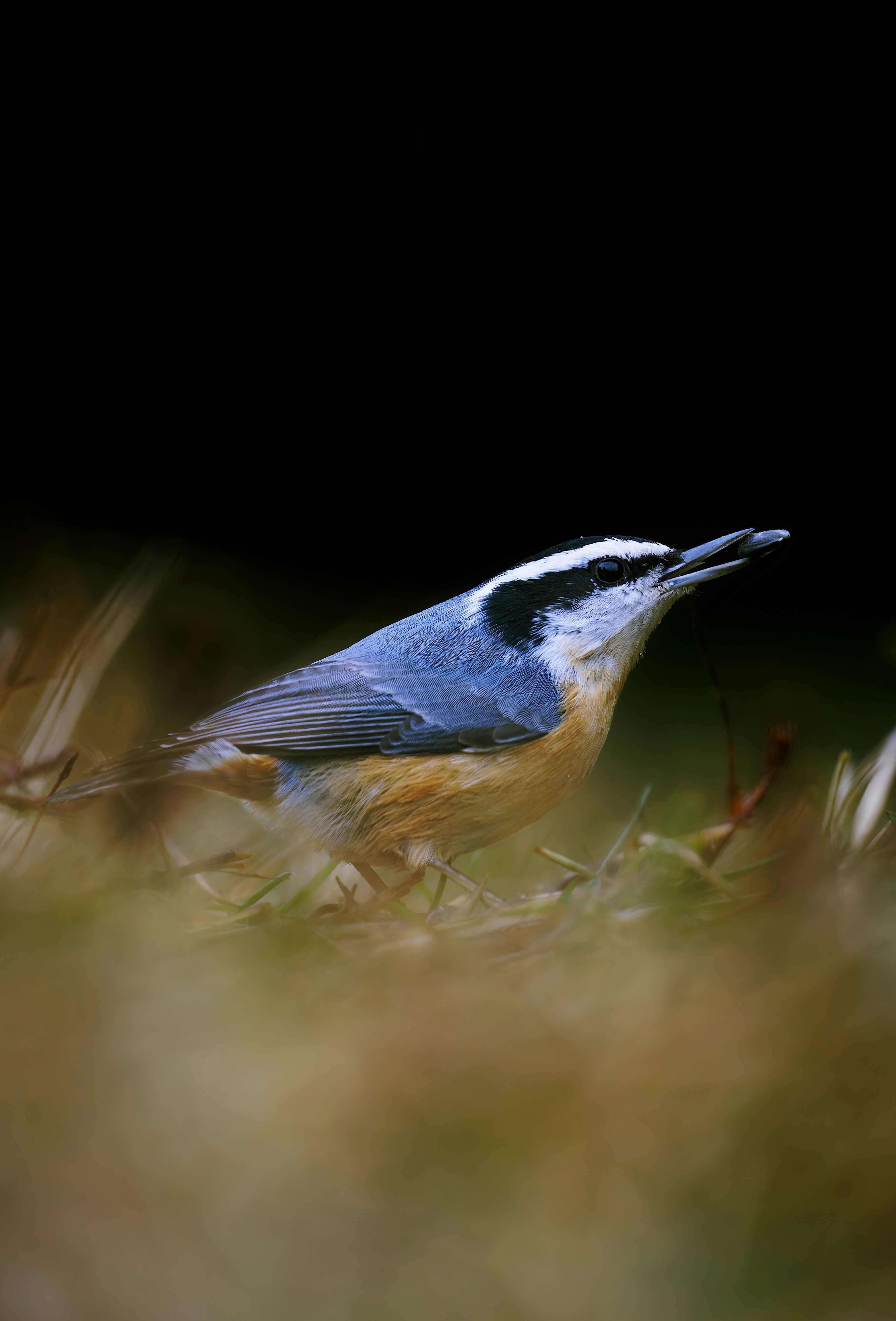 Blue Gleaner in Soft Burdock: A Quiet Field Moment