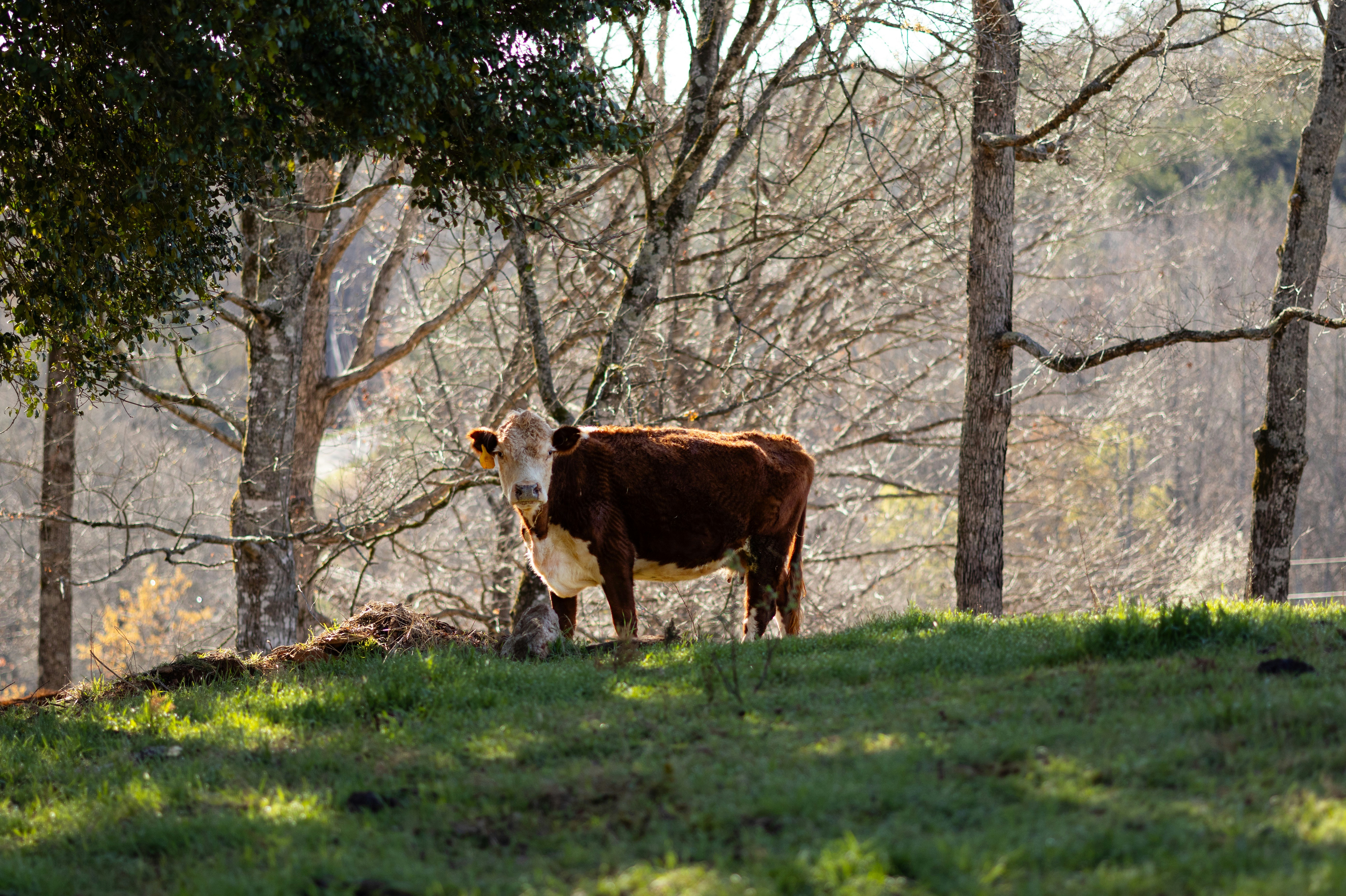 Grazing Quiet: Lone Cow in a Sunlit Clearing