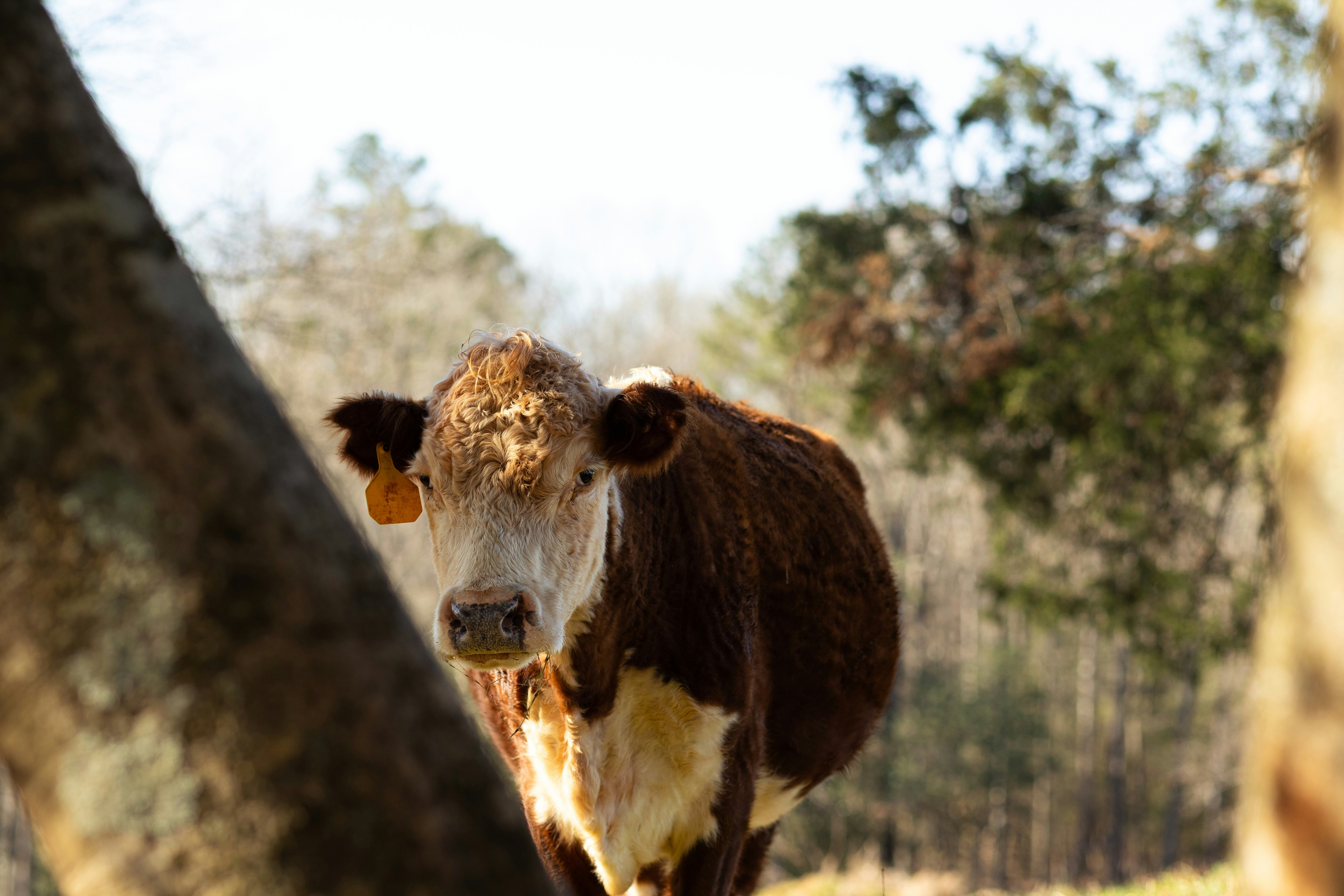 Curious Highlander in Afternoon Light