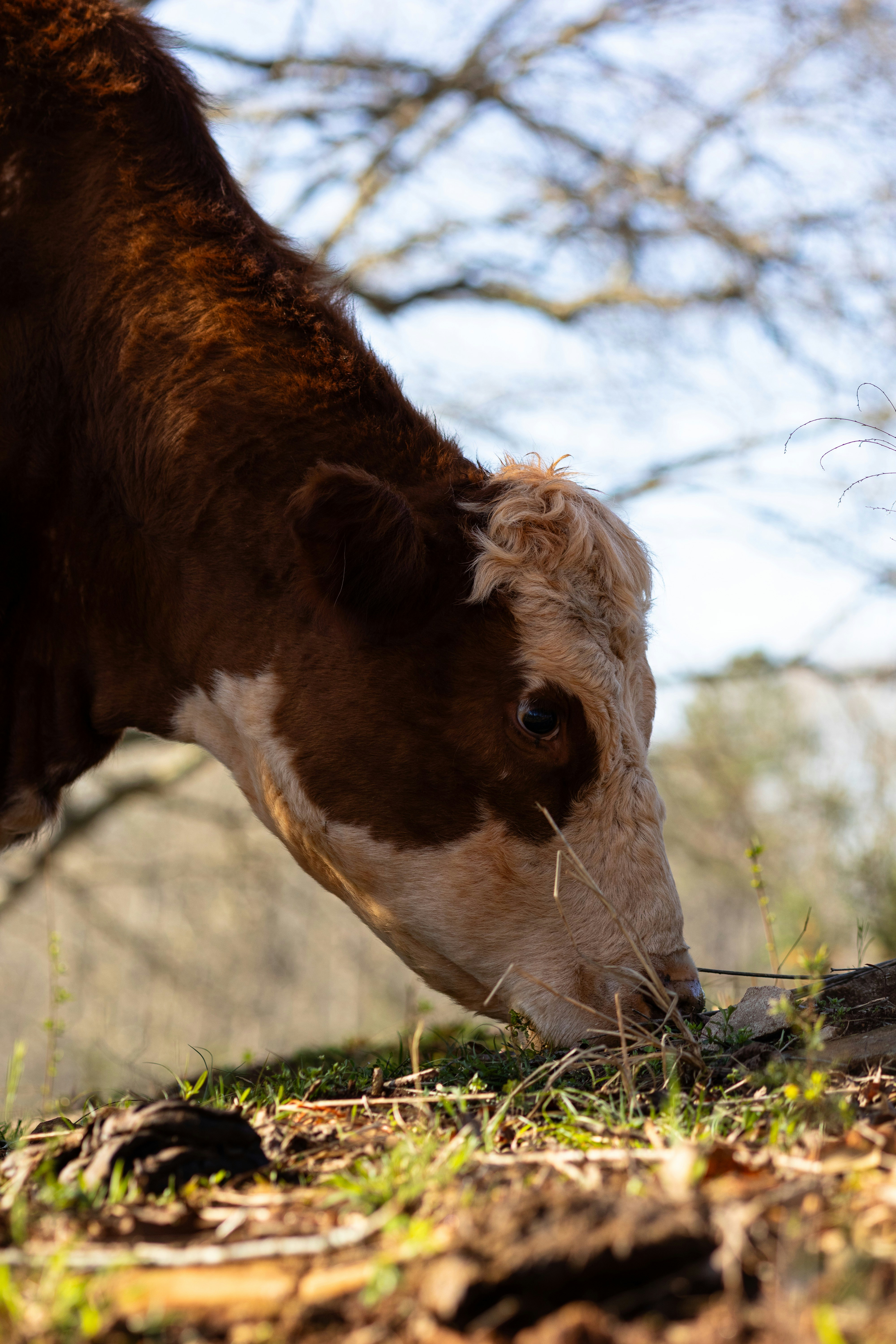 Grazing at the Edge: A Cow's Quiet Moment