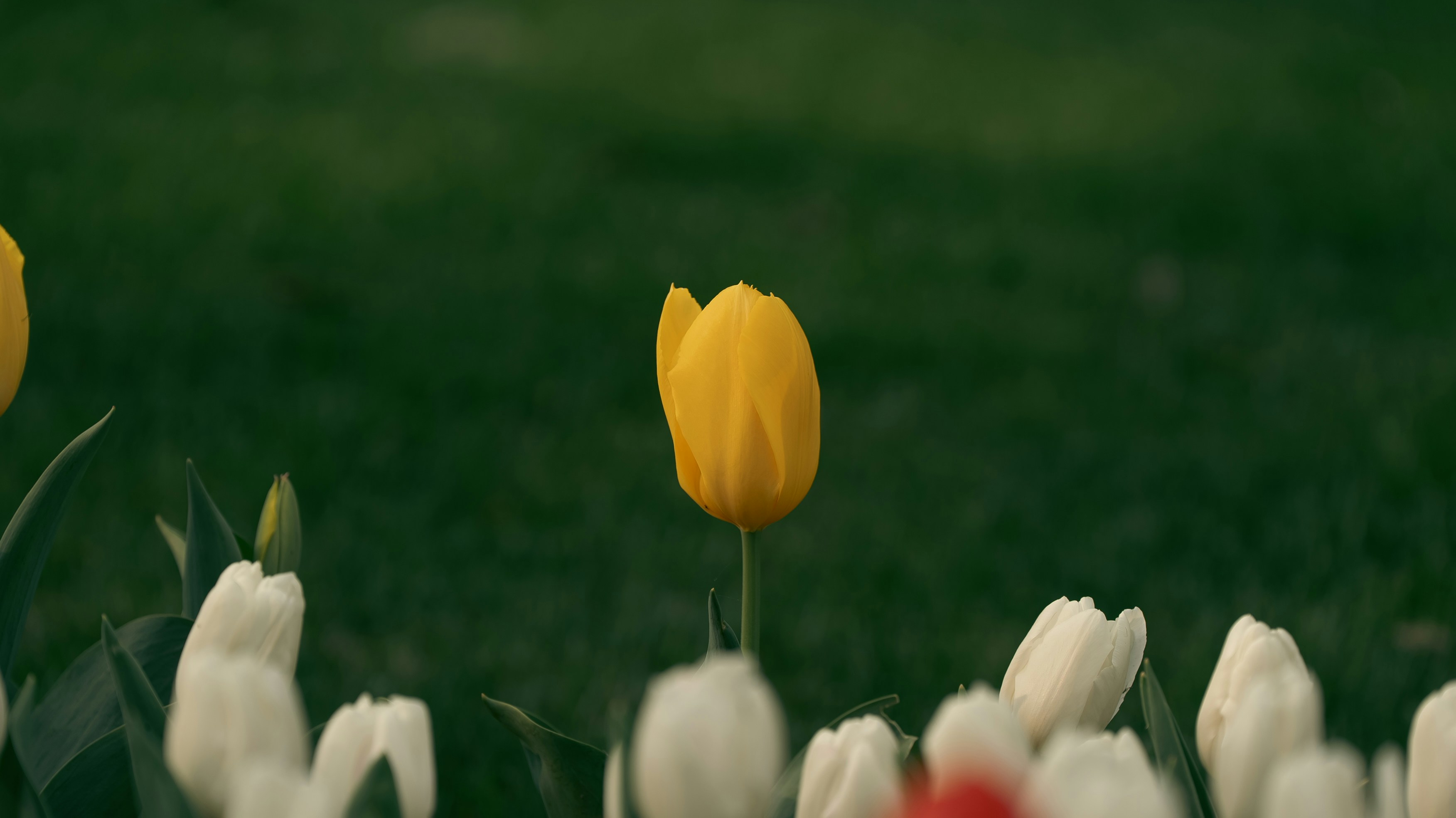 Yellow Tulip Crowned by a Quiet Field