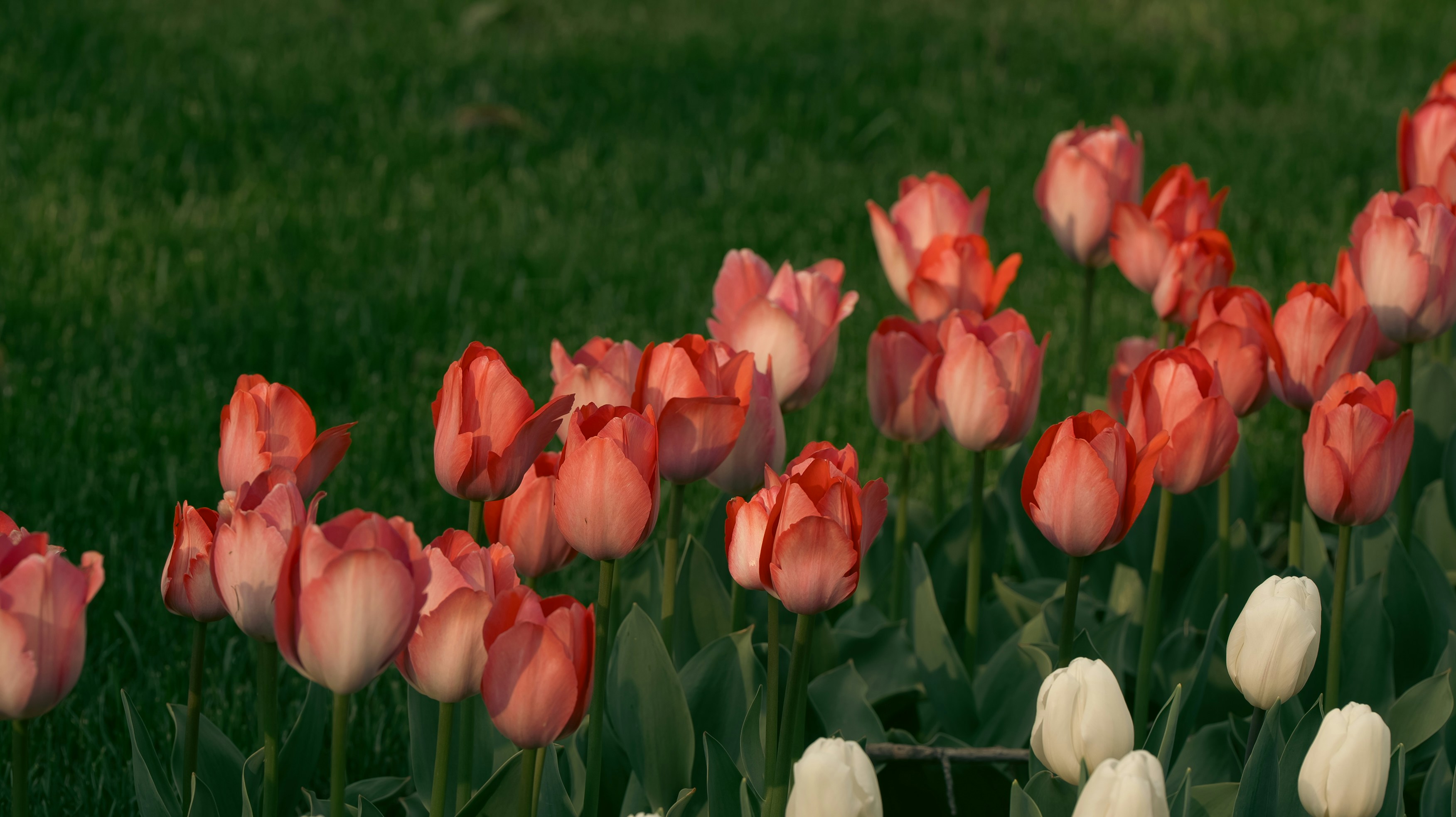 Rosy Tulip Field in Evening Light
