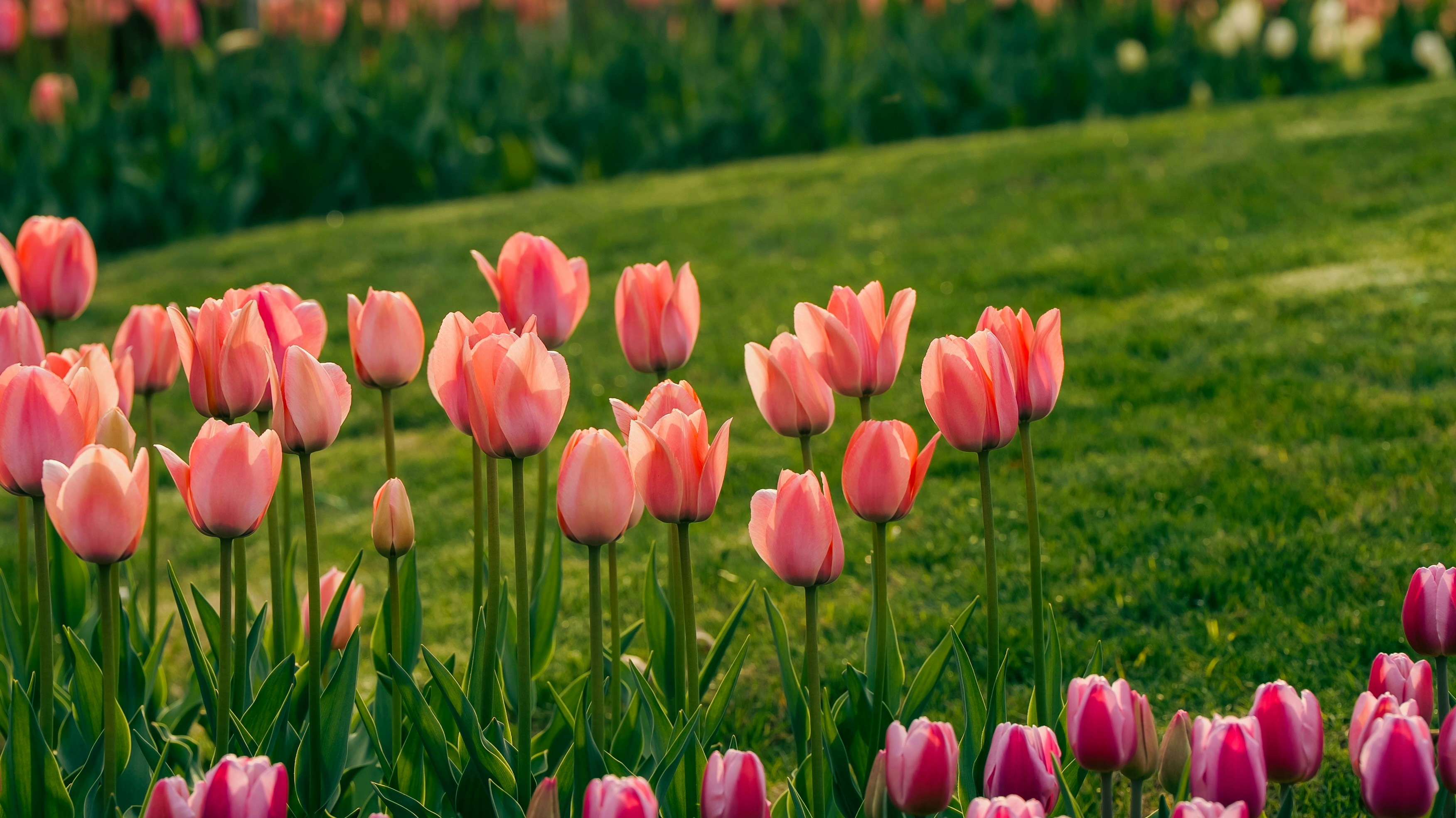 Field of pink tulips with green grass background