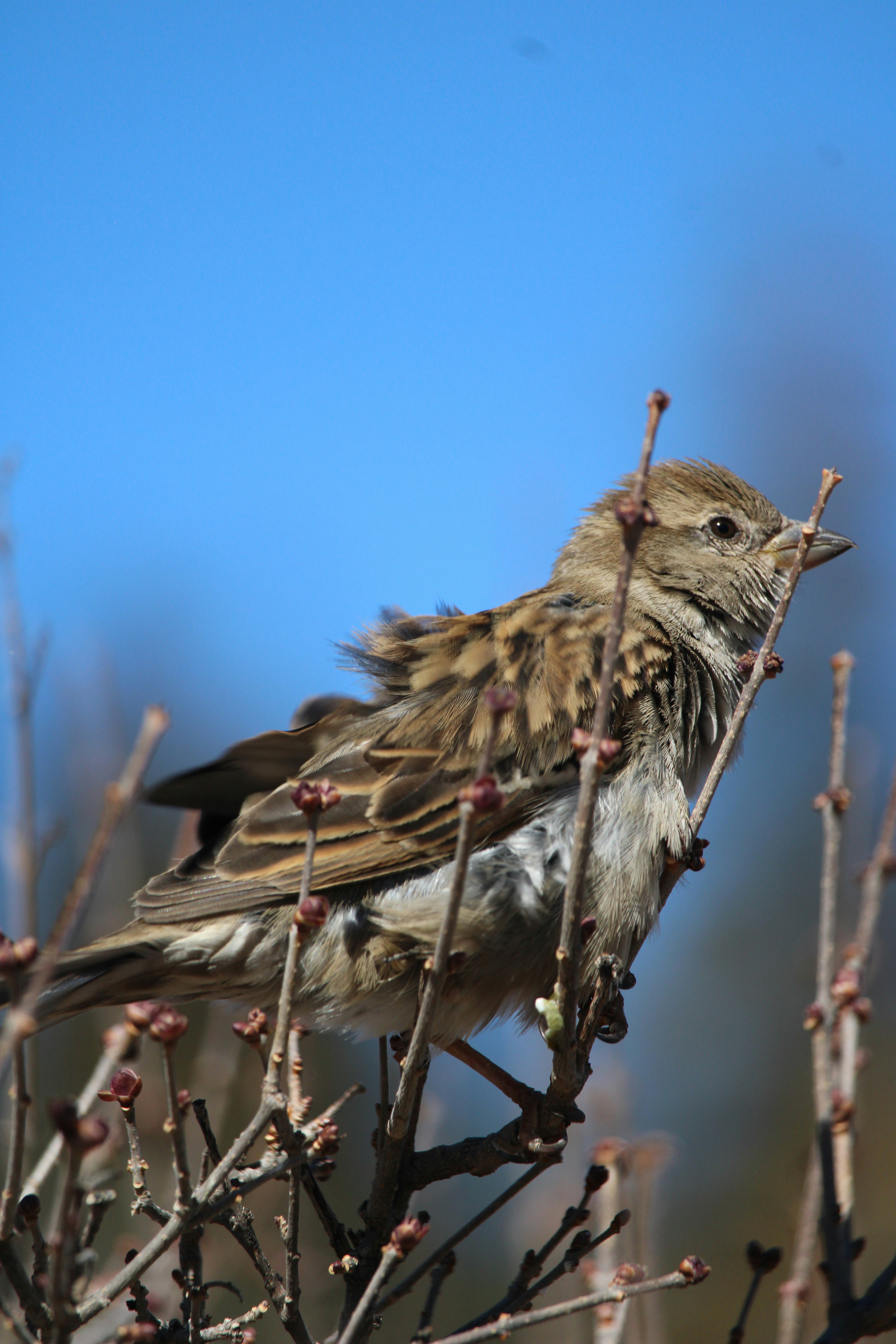 Tiny Sunlit Warbler Clinging to Winter Branches