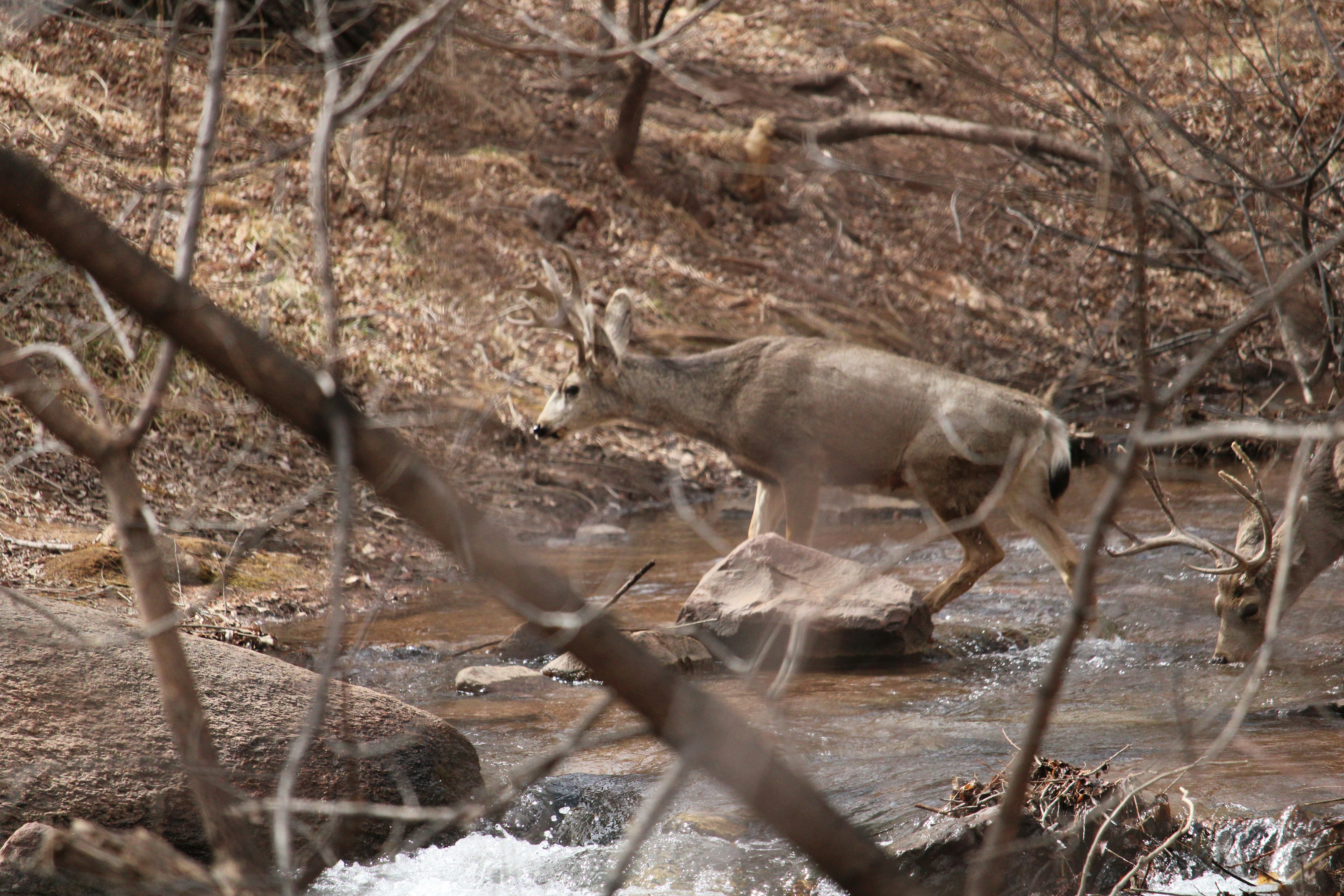 Grace in the Stream: A Gazelle Crossing in Dappled Light