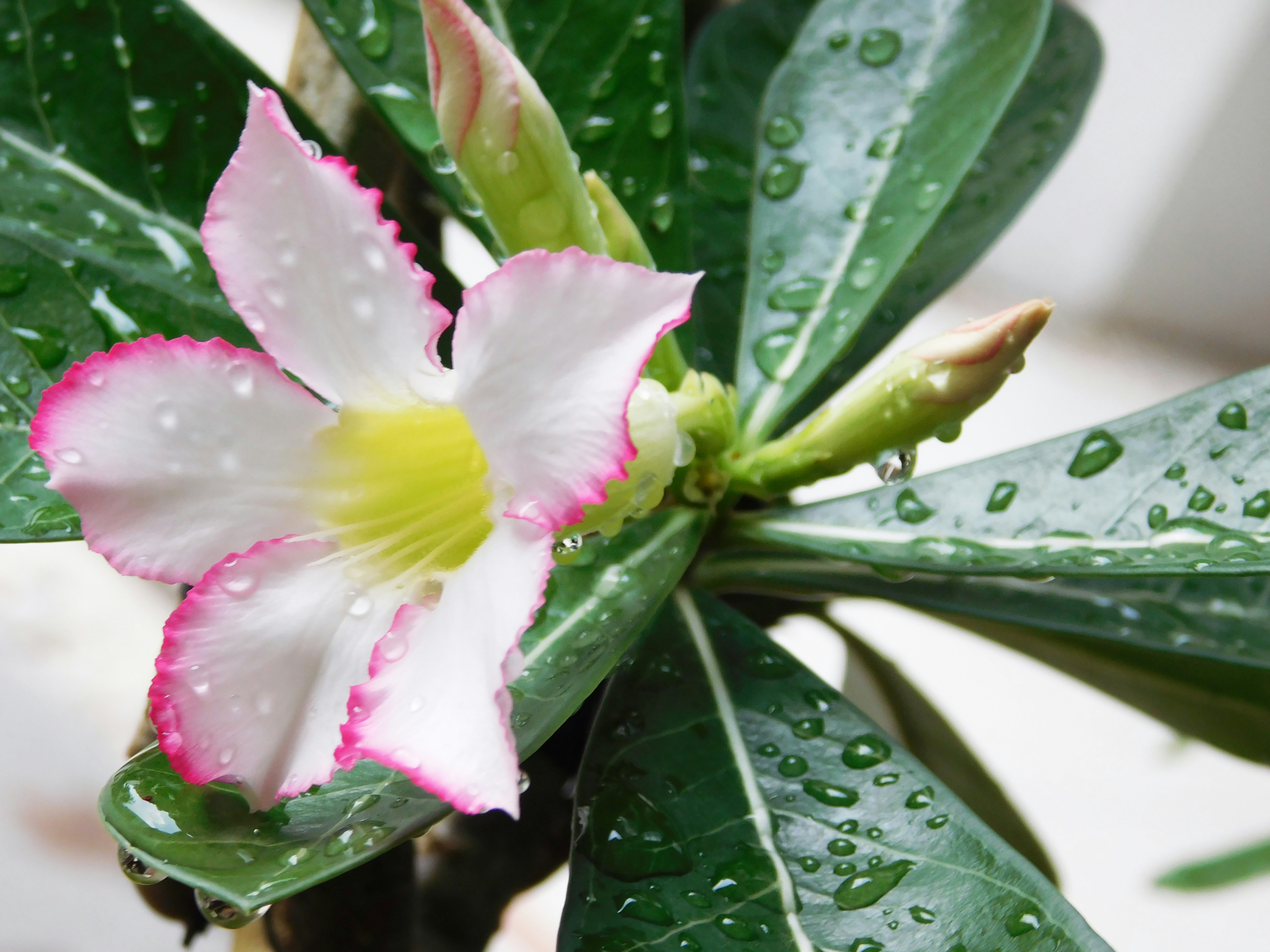 Wet pink white adenium flower