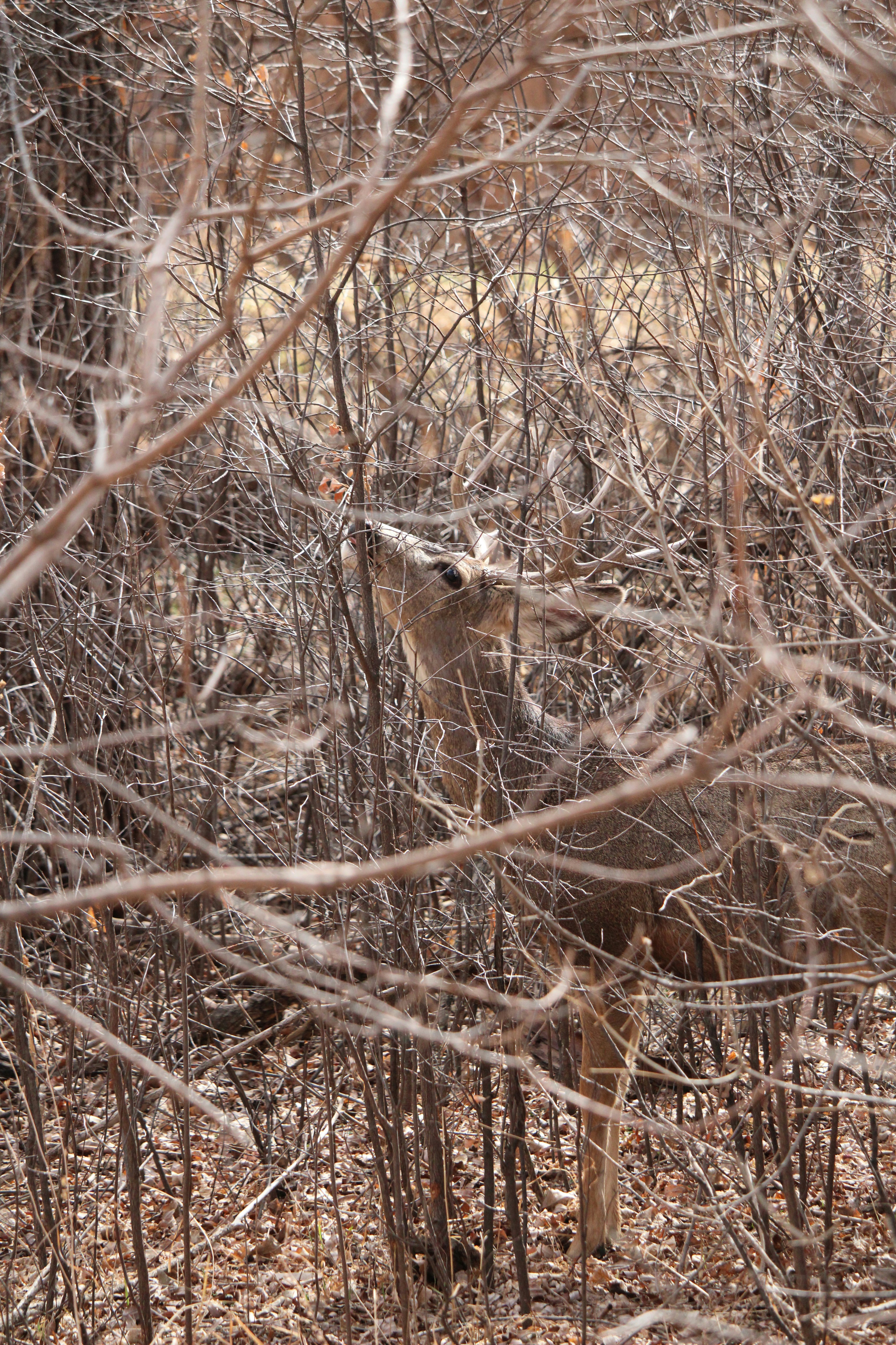 Hidden Deer in a Tangle of Winter Branches