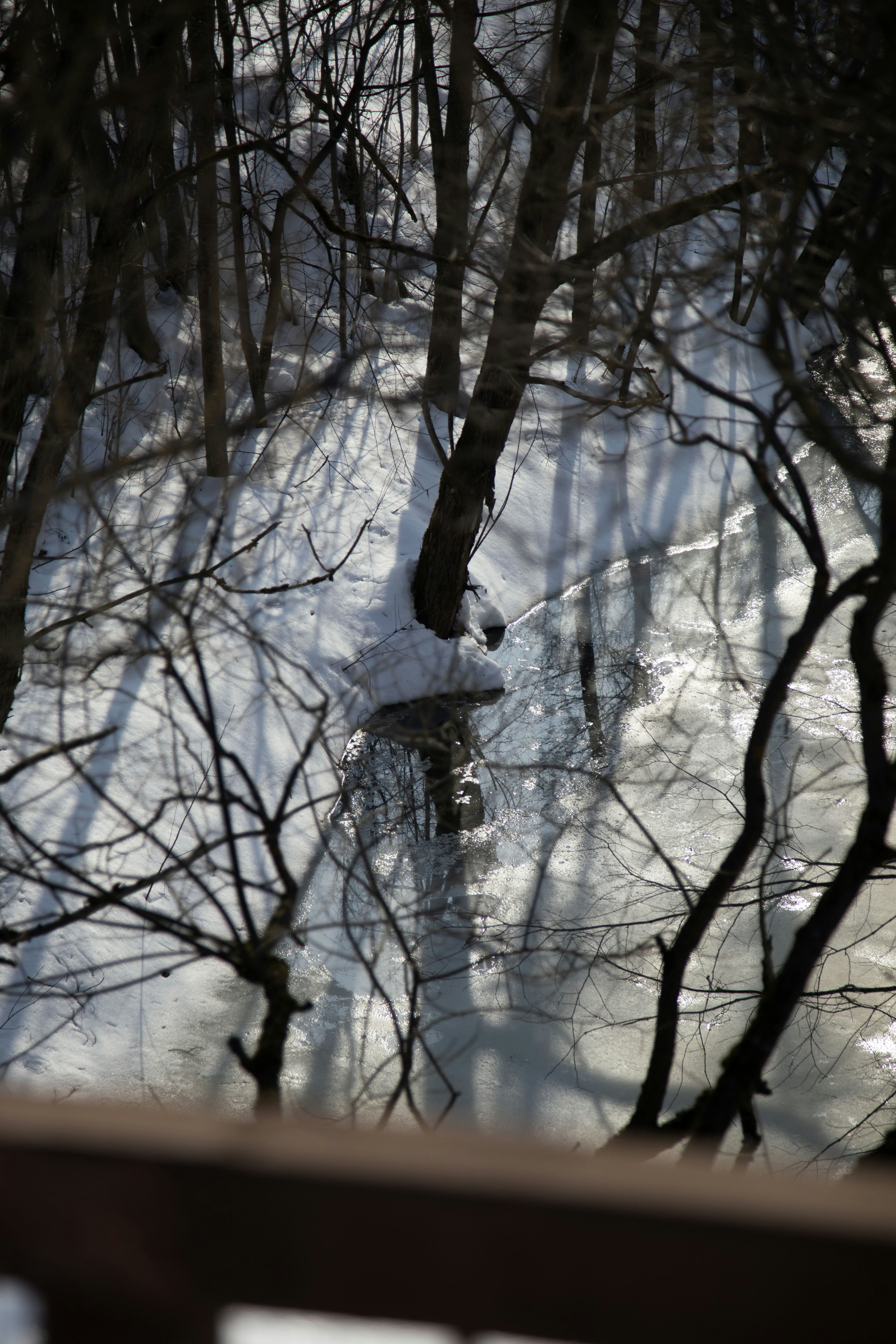 Snowlit branches cast long shadows through a frost‑brighted grove