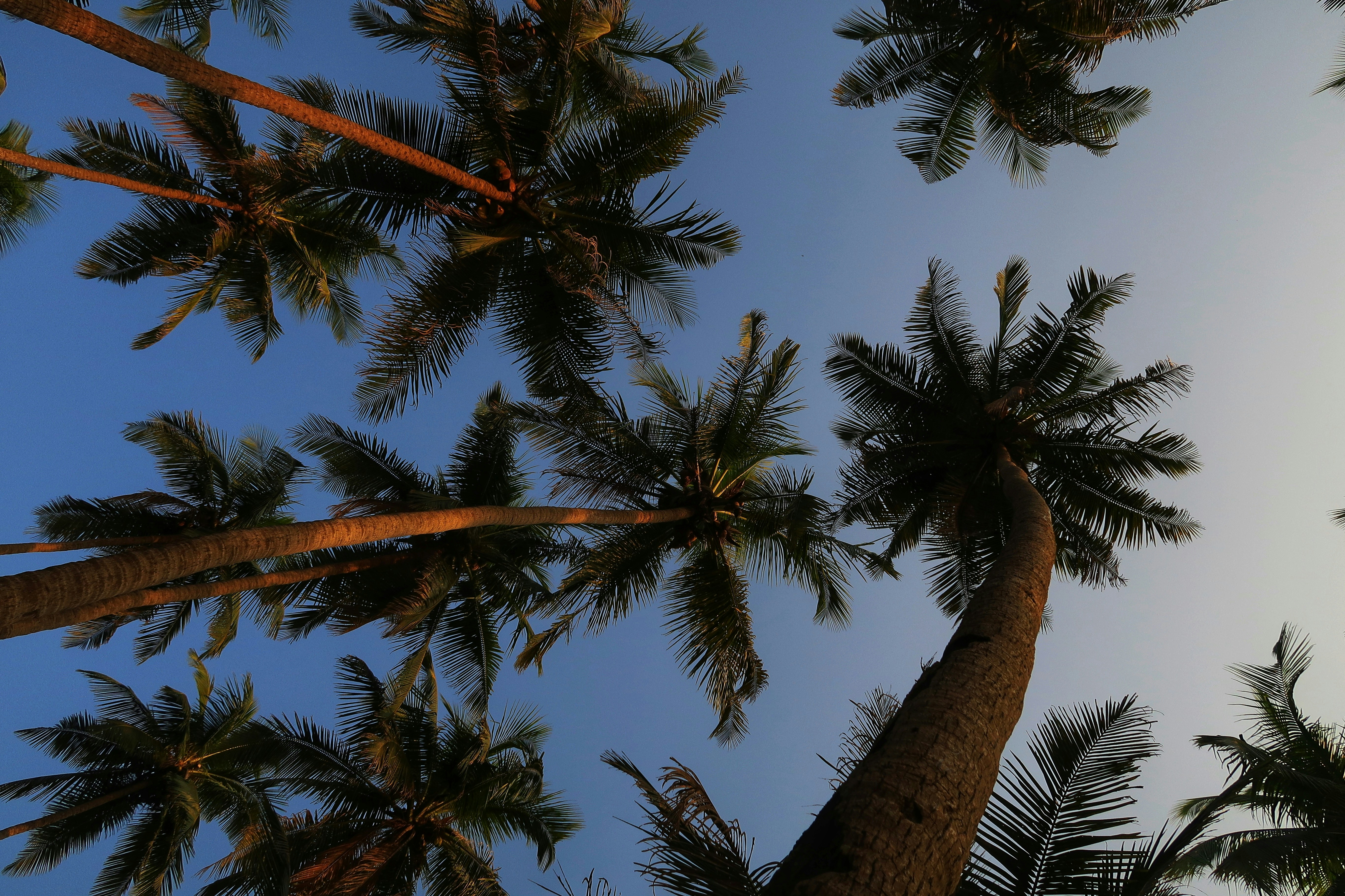 Crown of Skyward Sentries: Palm Trunks Reaching Toward the Blue