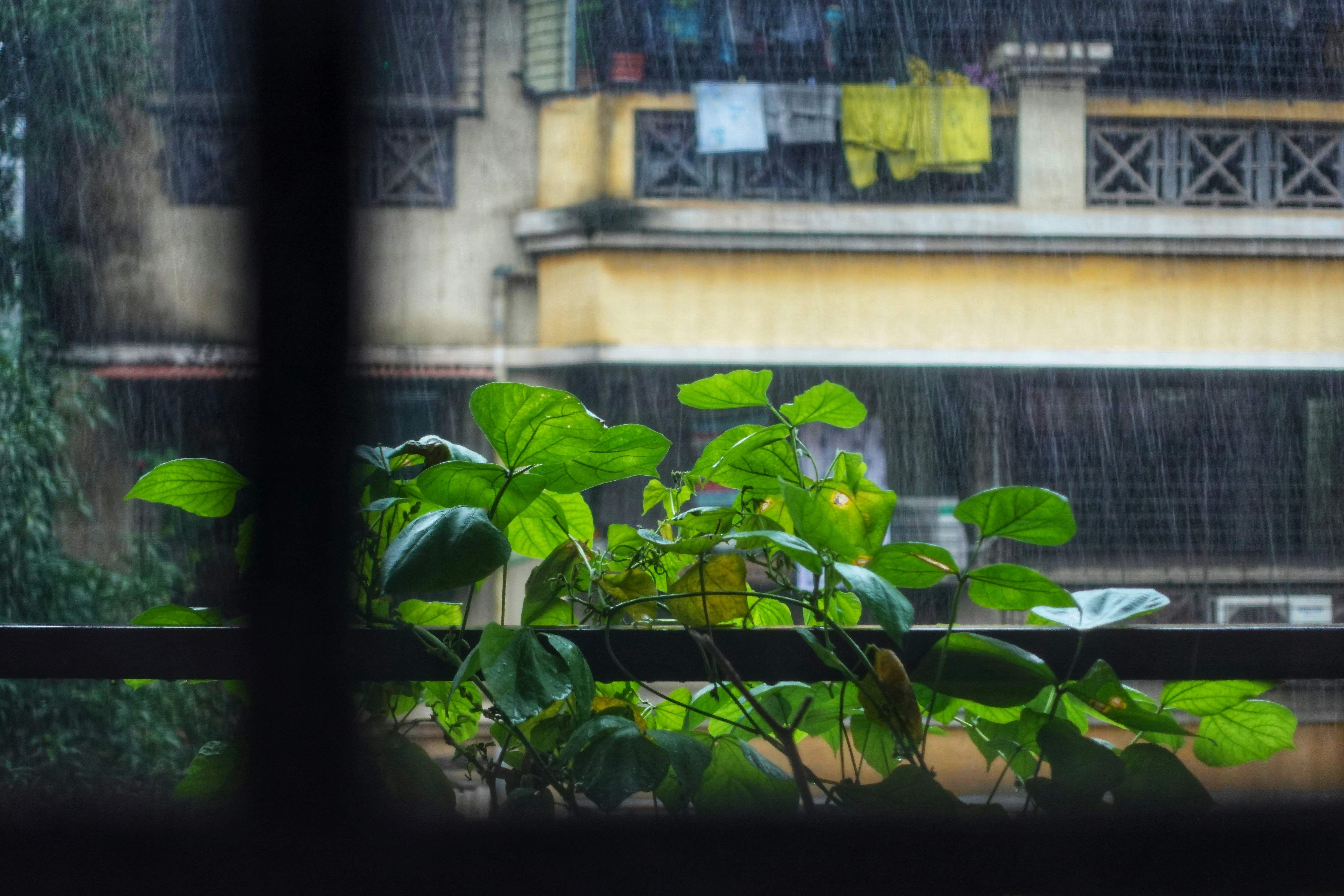 Greenery on the Window Sill: Rainy Day Garden Peek