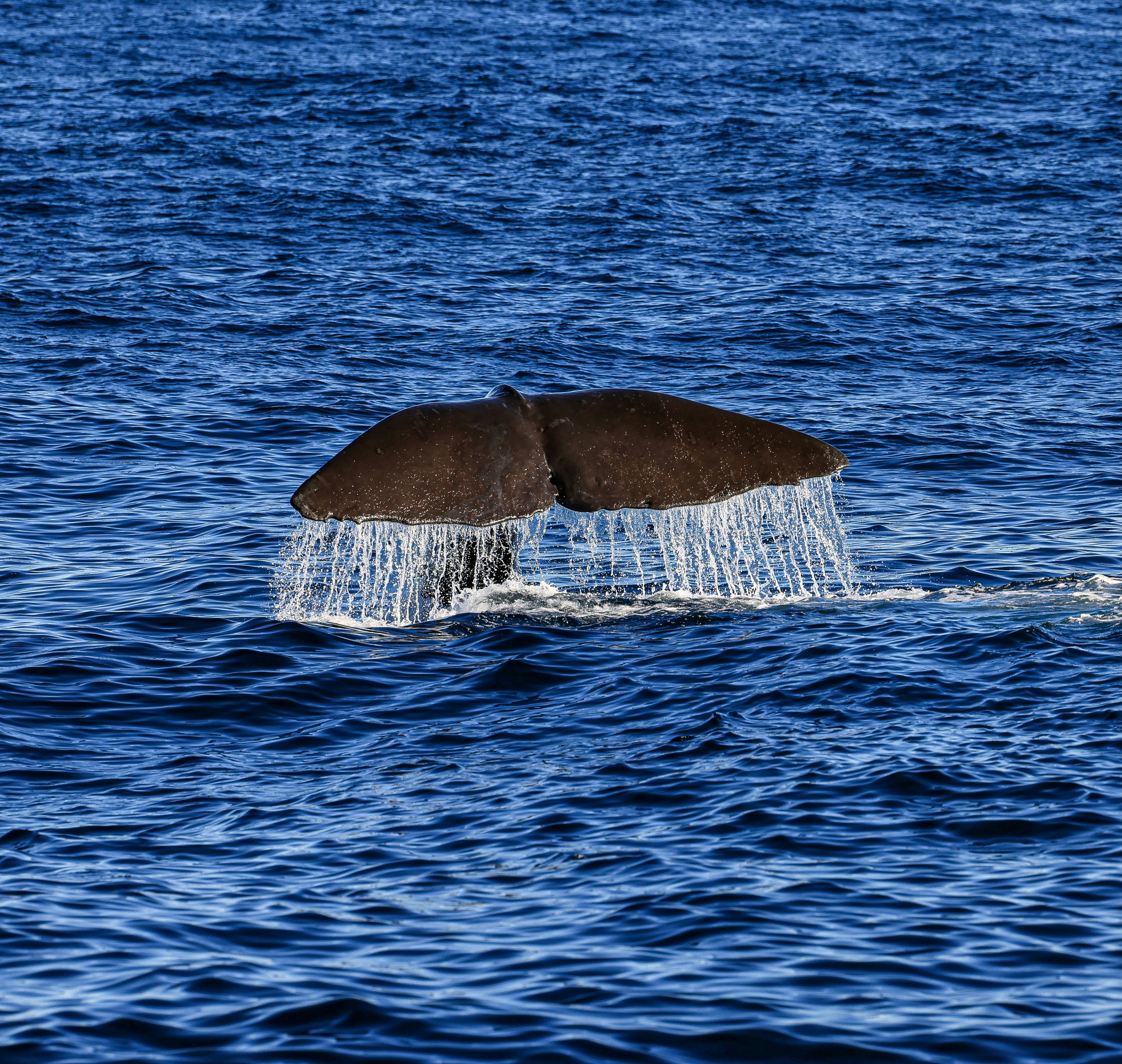Humpback in the Blue: A Gentle Rise Above the Ocean