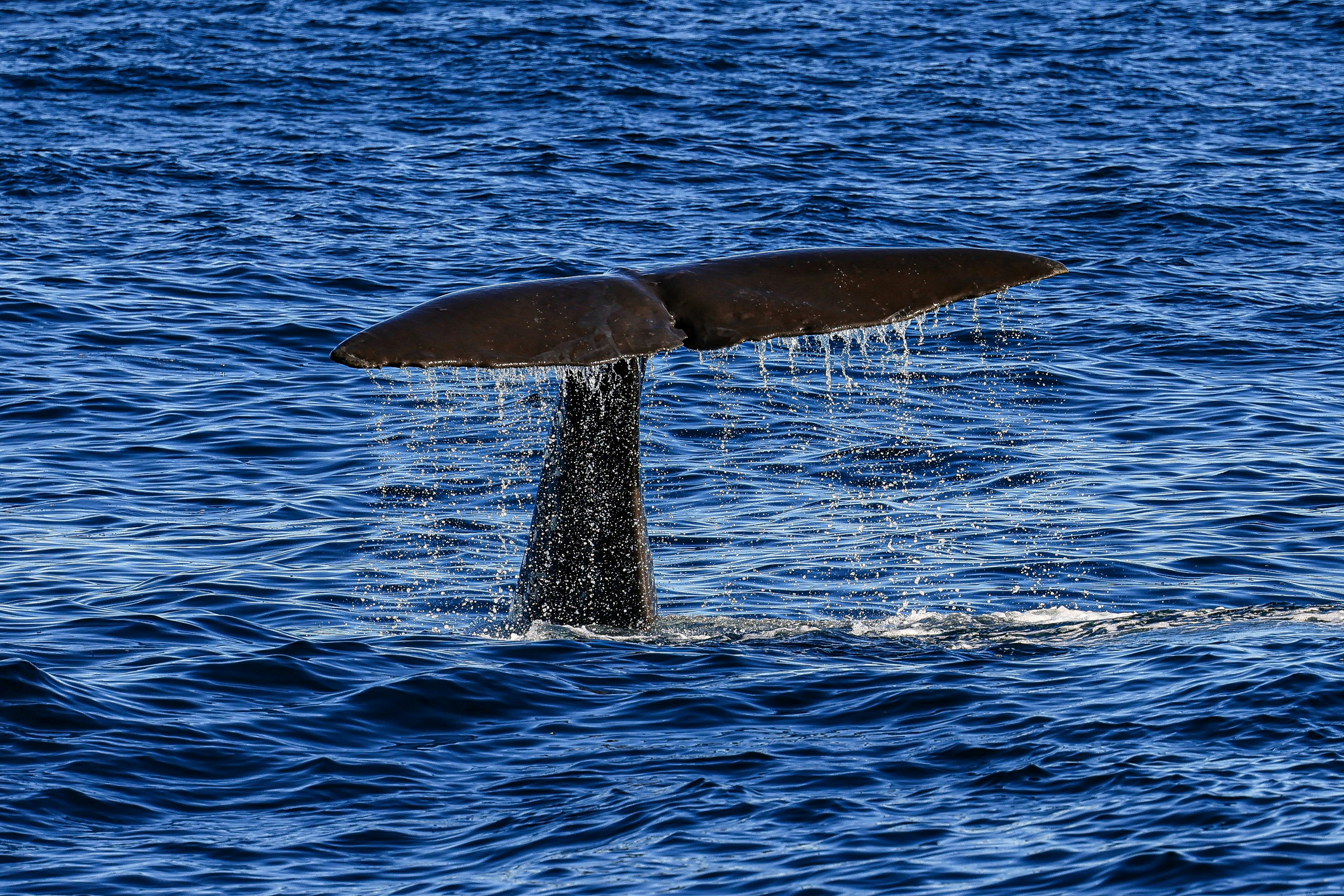 Breaching Silence: Whale Tail Emergence Against Blue Horizon