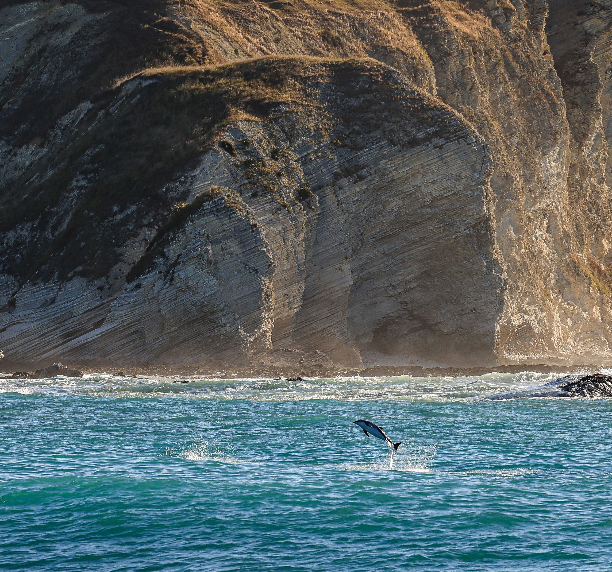 Seabird in Lift: A Glimpse of Coastline and Cliff Birds