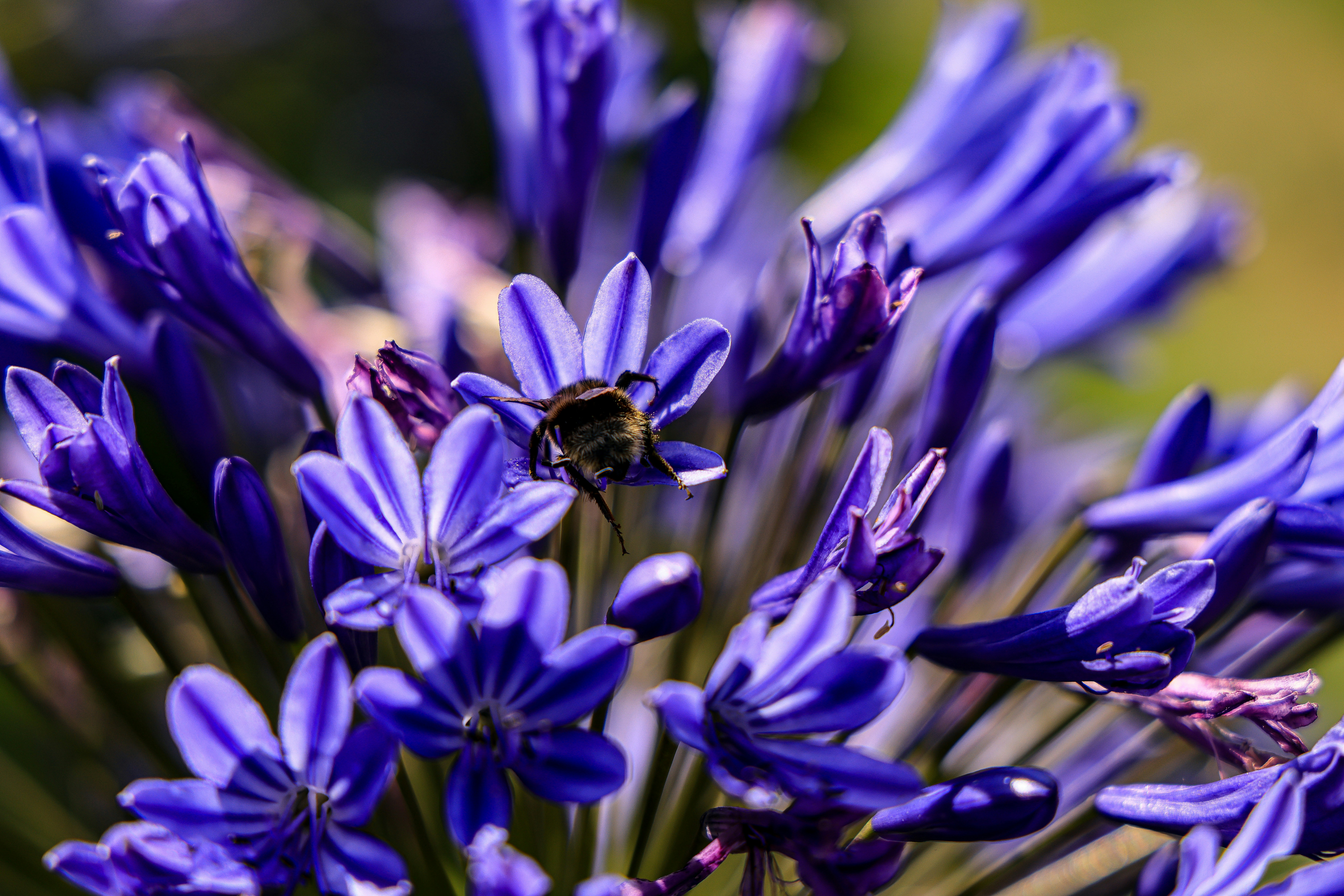 Bee on a Violet Burst: A Close-Up of Purple Blooms