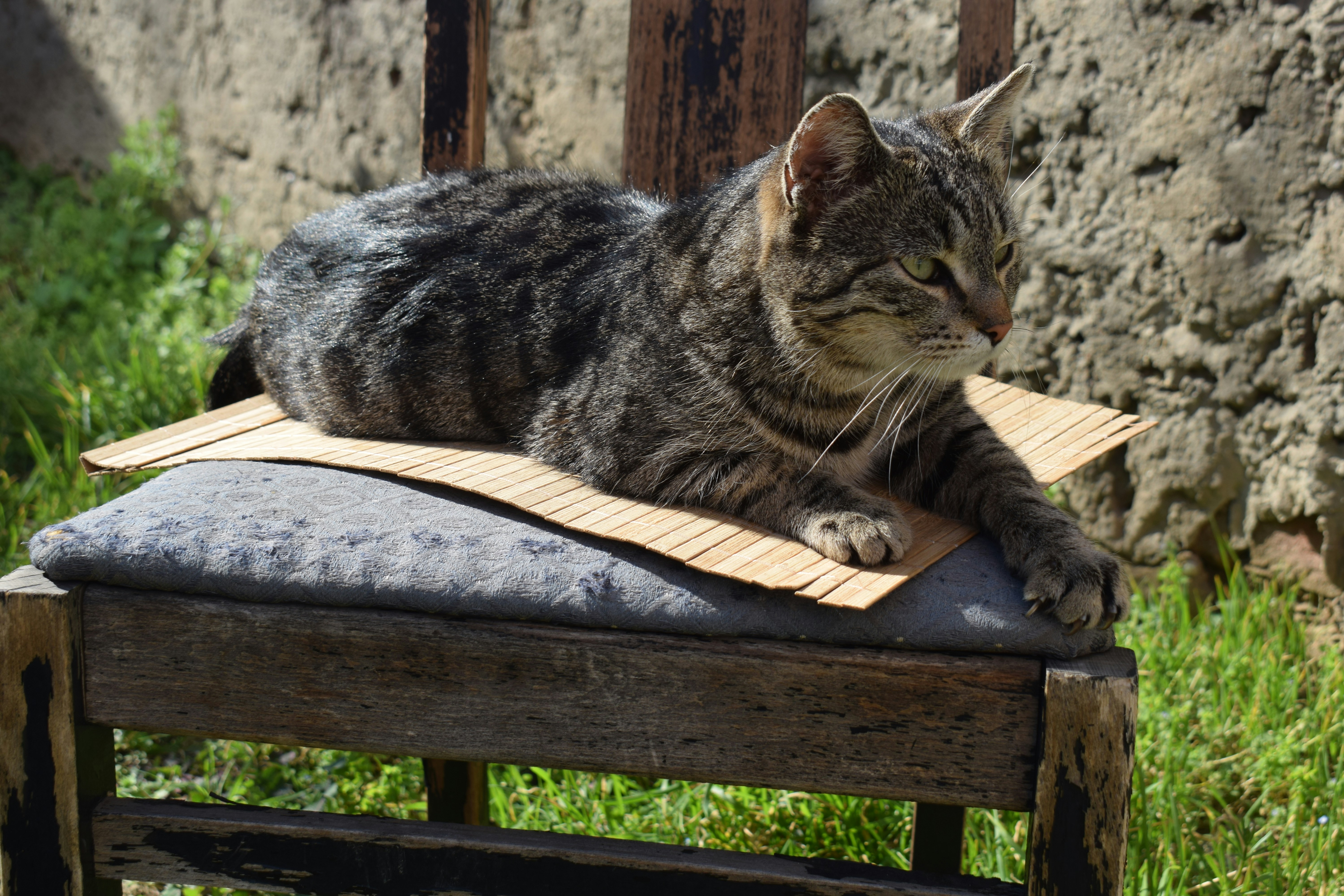 Sunlit Tabby on a Cardboard Pad