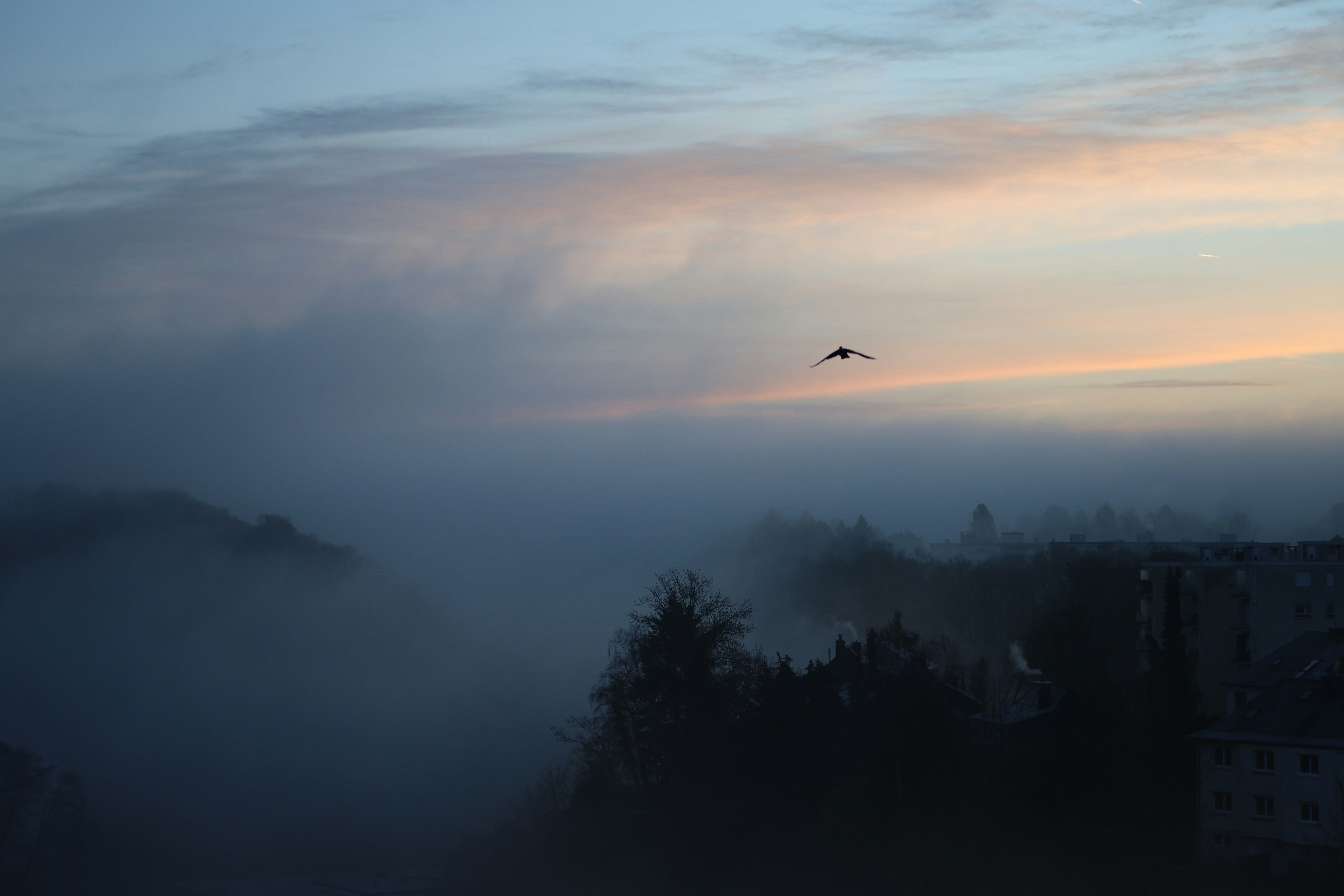Dawn over Misty Hills: A lone bird in the pale light