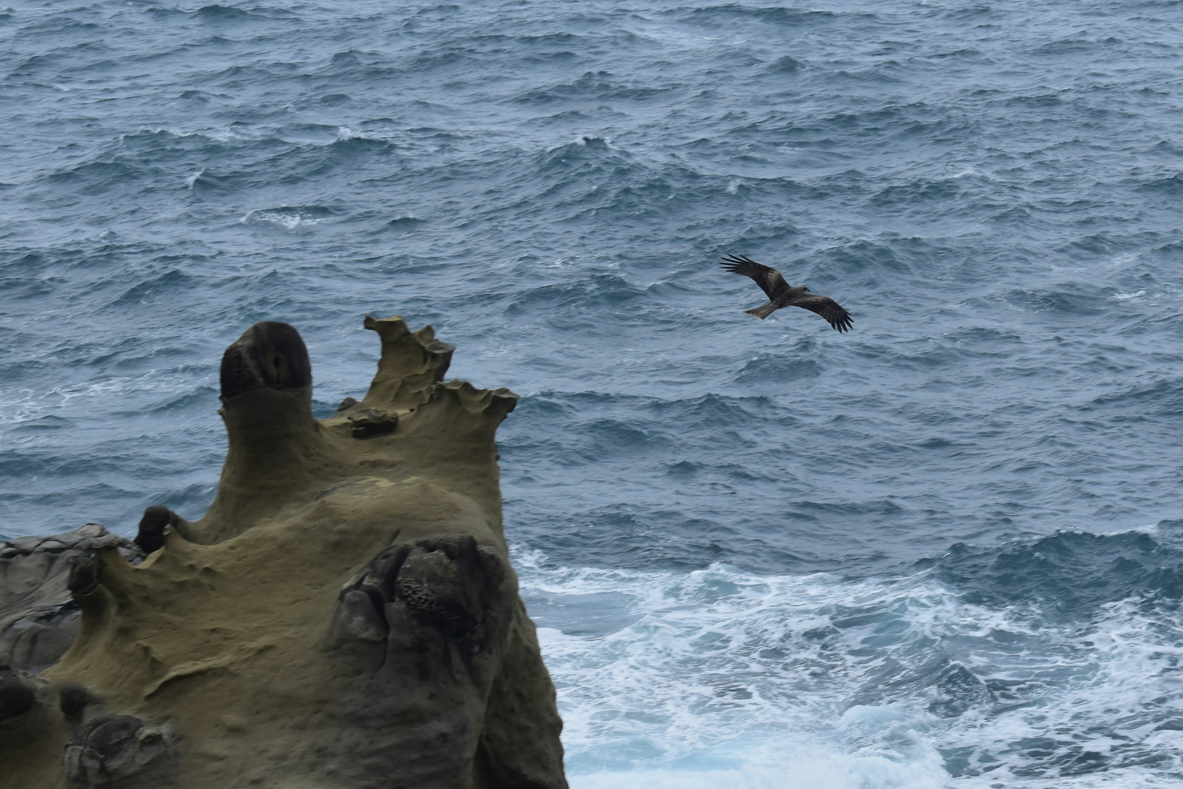 Rookery Rock: A Seabird Between Cliff and Sea