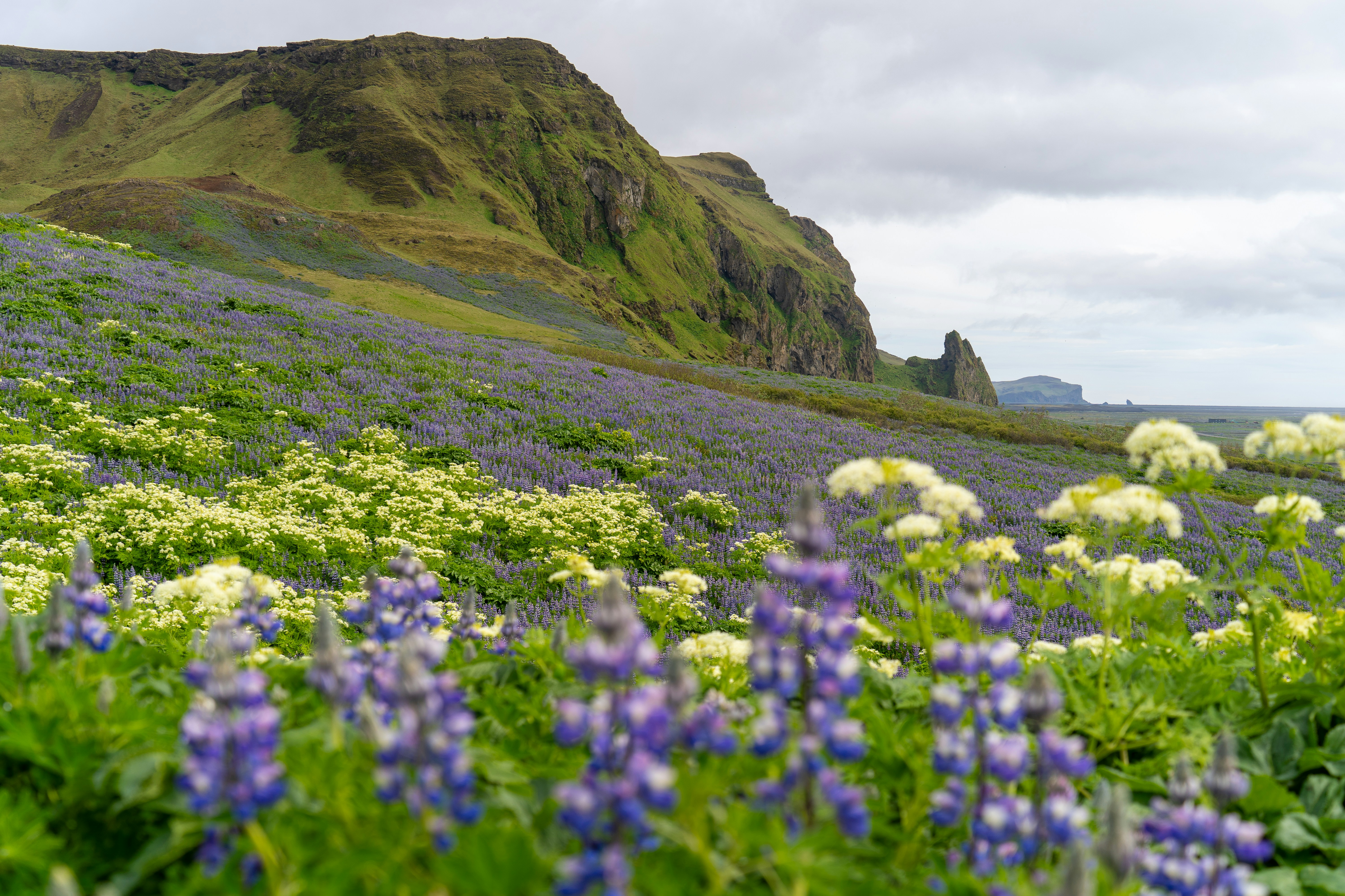Lavender Hills Toward the Sea Cliffs