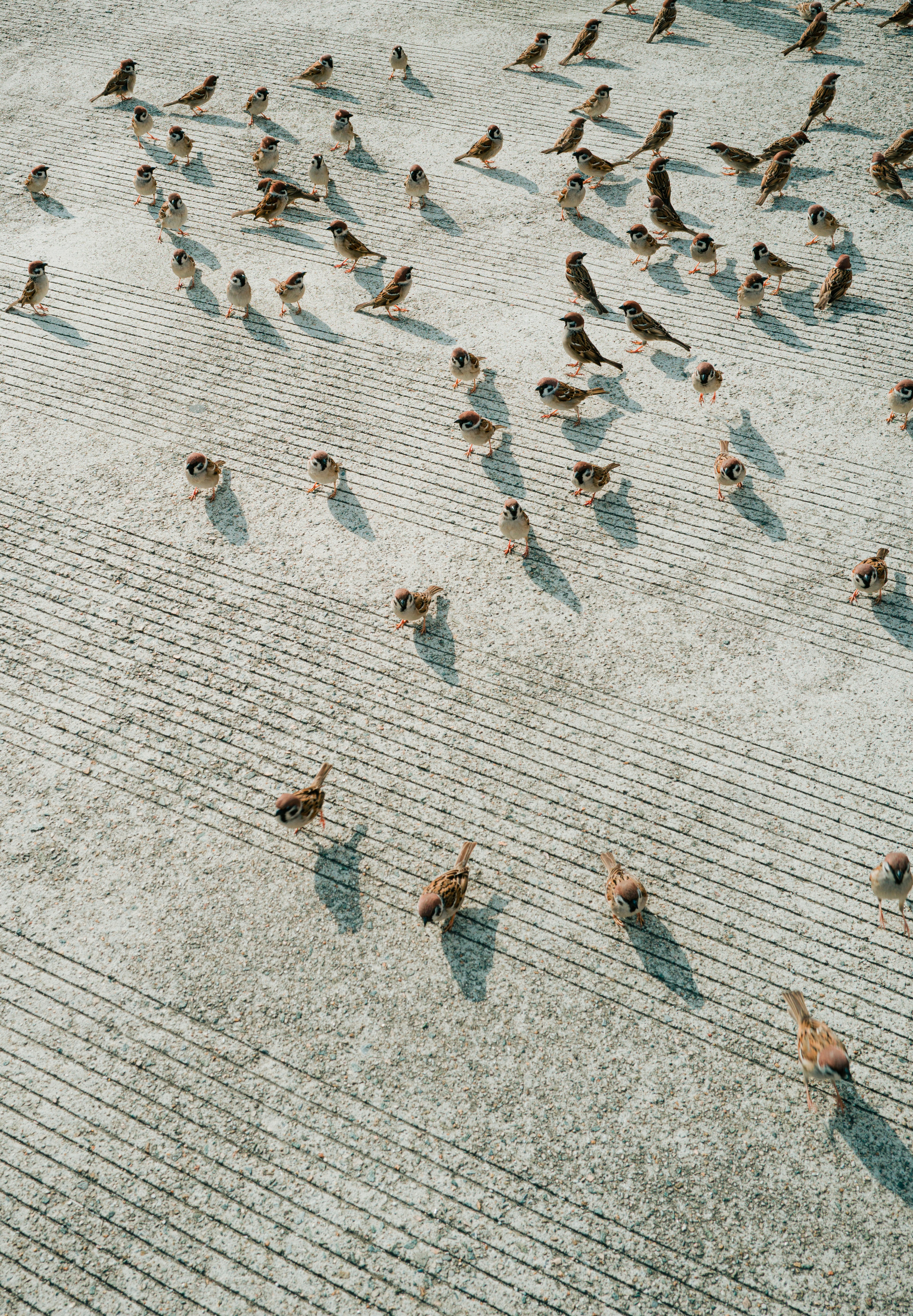 Birds on a Sunlit Plane: Aerial Flock Casting Long Shadows
