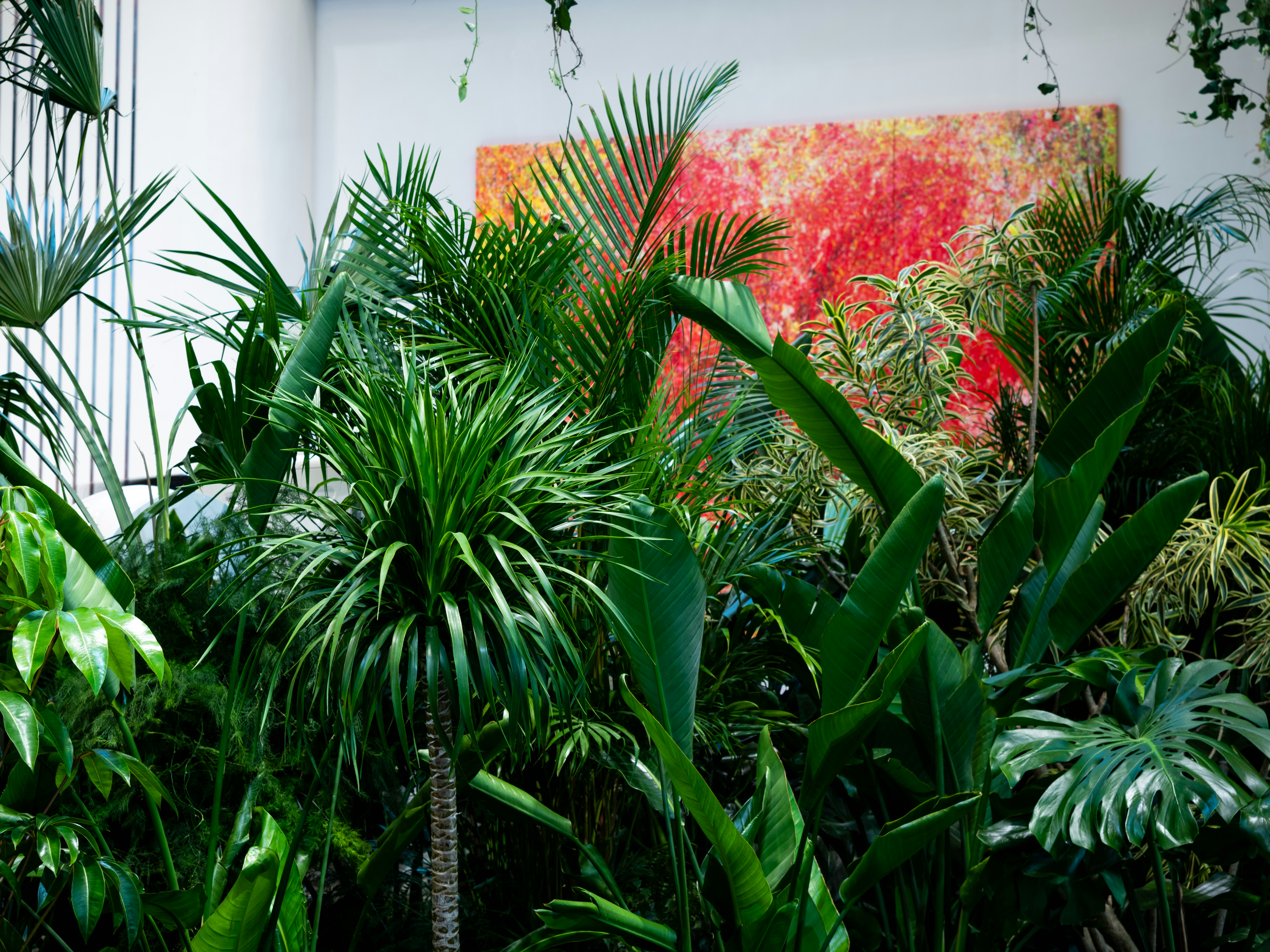 Verdant Indoor Oasis: A Dense Gallery of Tropical Leaves