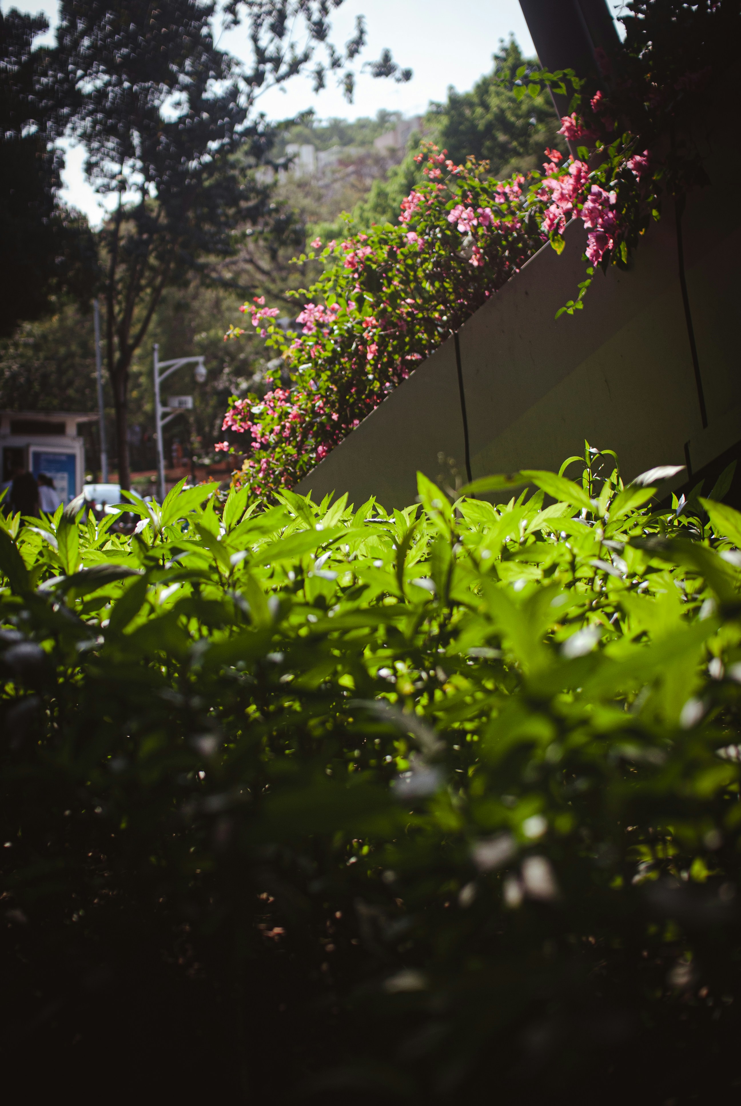 Sunlit Pink Climbers over a Quiet Fence
