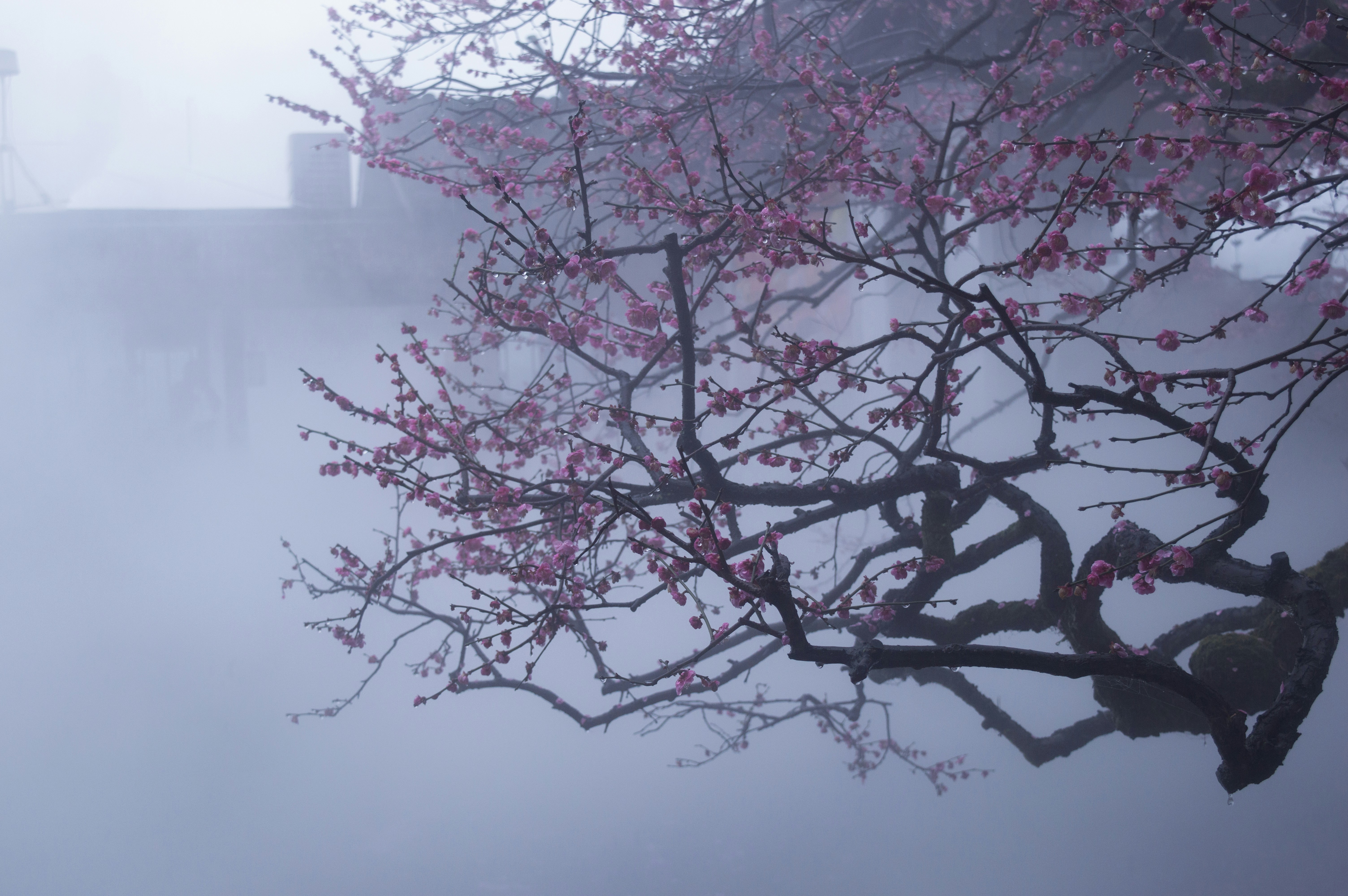 Blossoms in Mist: A Branch Reaches Through Low-Contrast Dawn