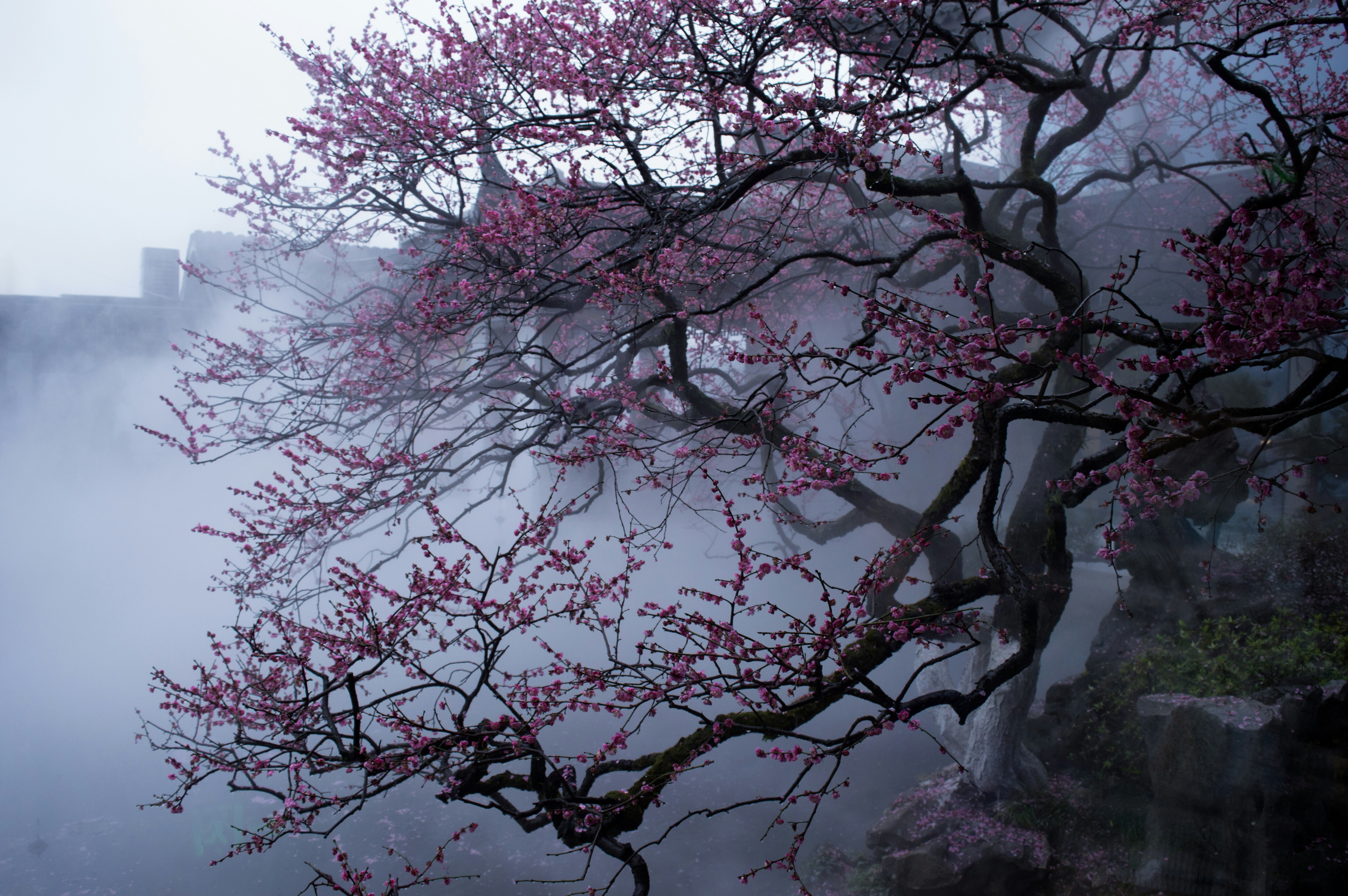 Blossom over Mist: Twilight Arbor by the Water