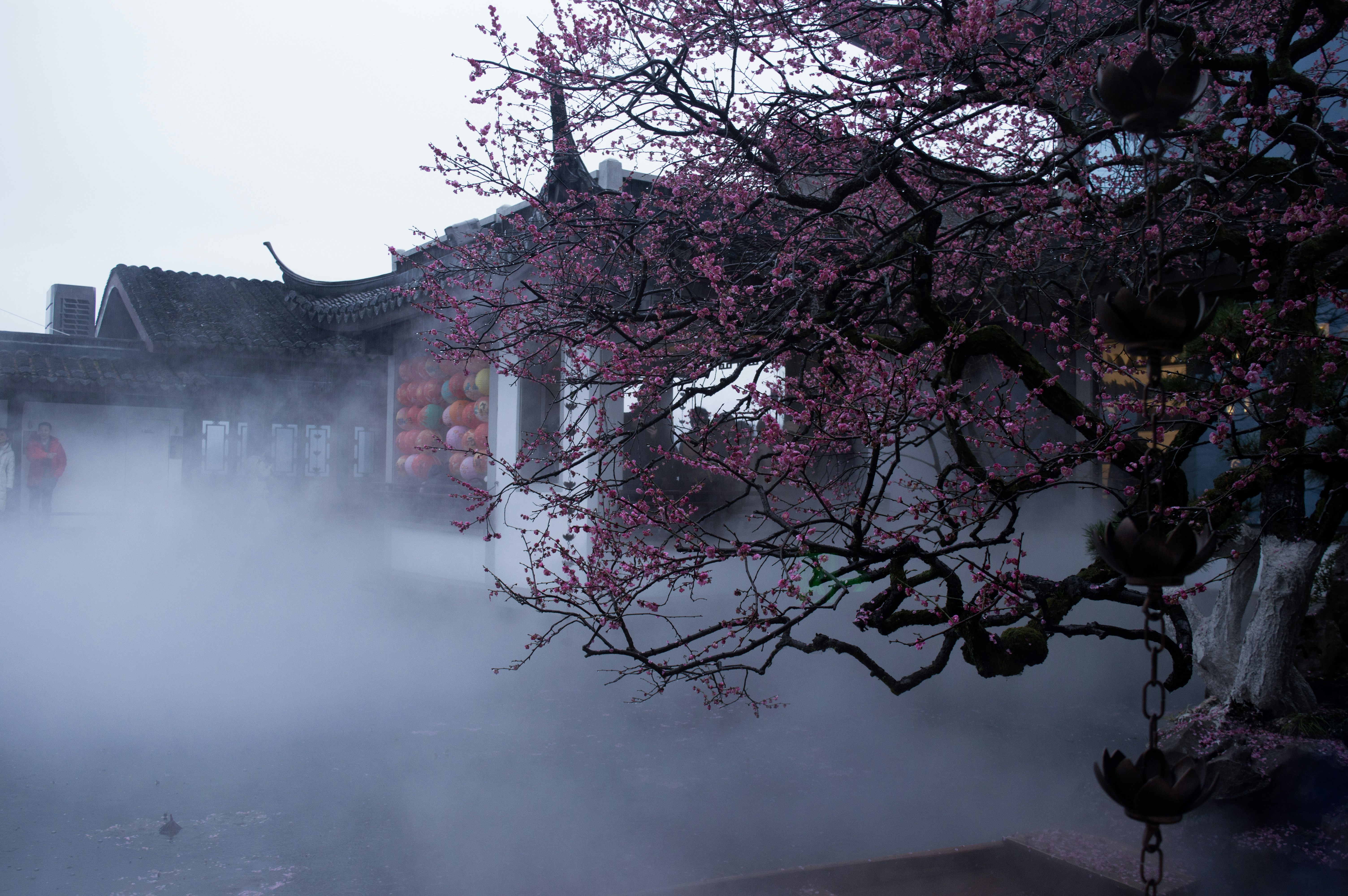 Blossoms Amidmist: Lanterns, Fog, and a Quiet Courtyard