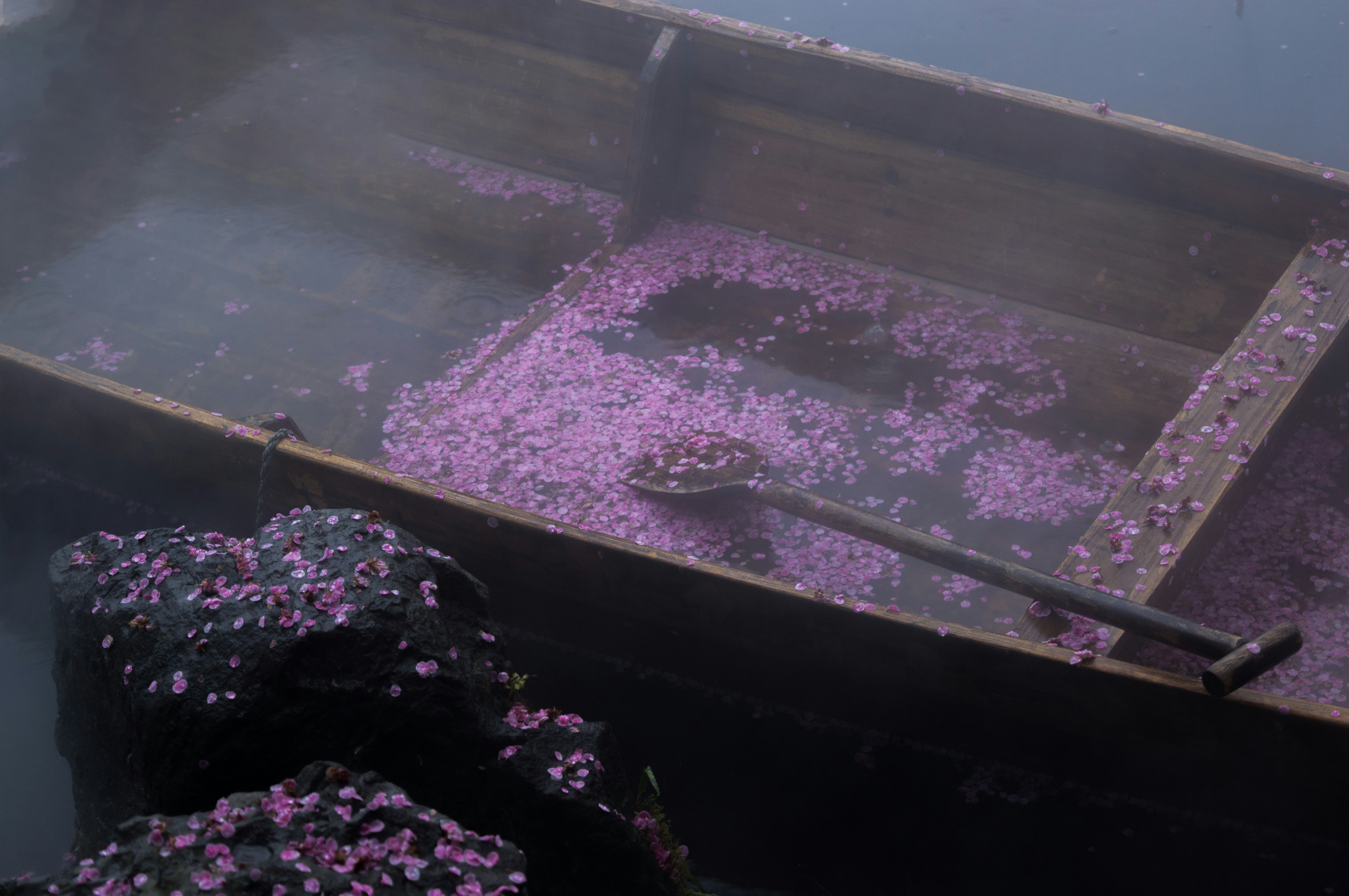 Petals on the Quiet Water: A Wooden Boat of Pink Fragments