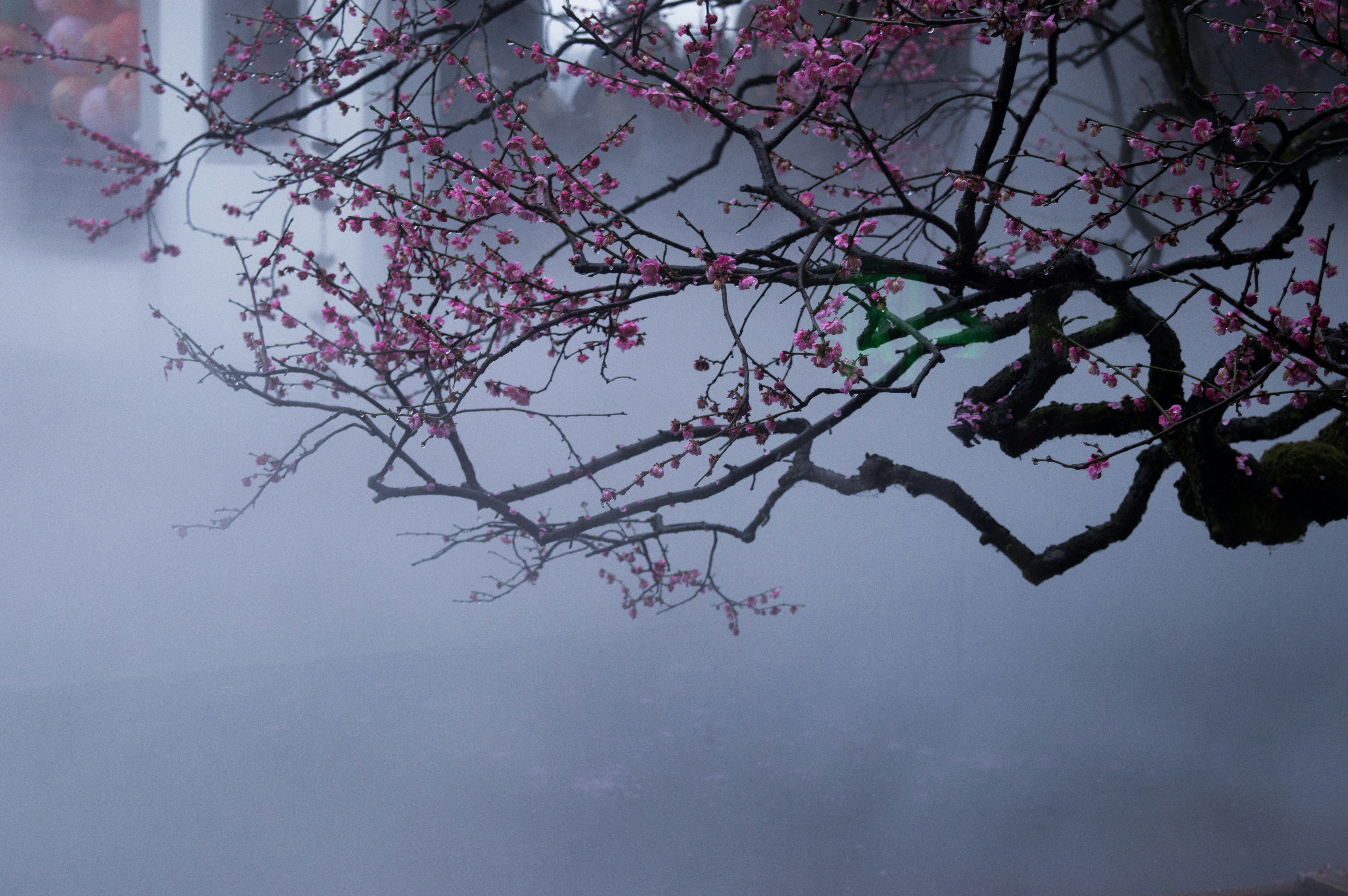 Blossoms Framing a Misty Quiet