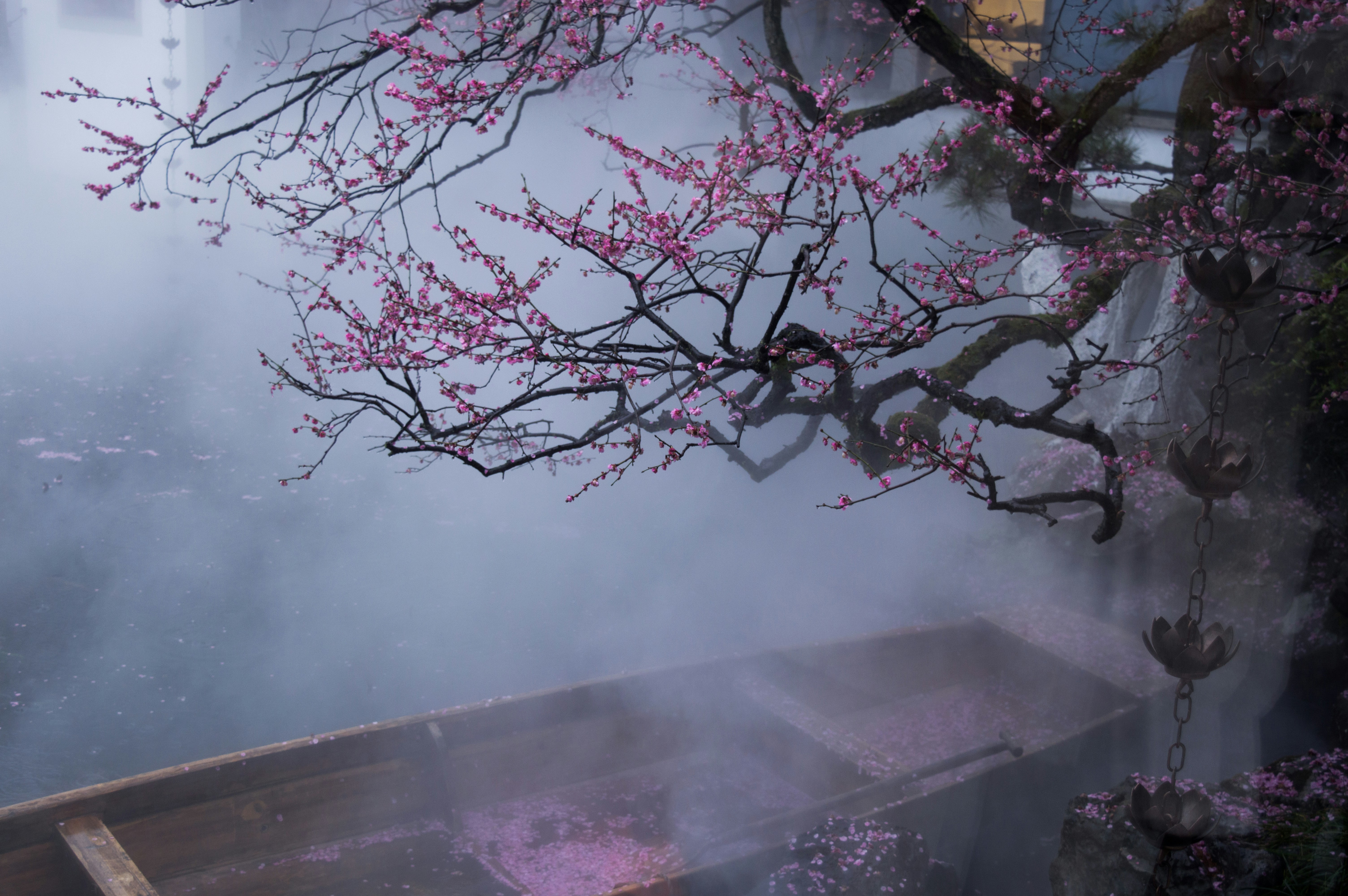 Blossoms Over Mist: A Quiet Coast of Spring Smoke