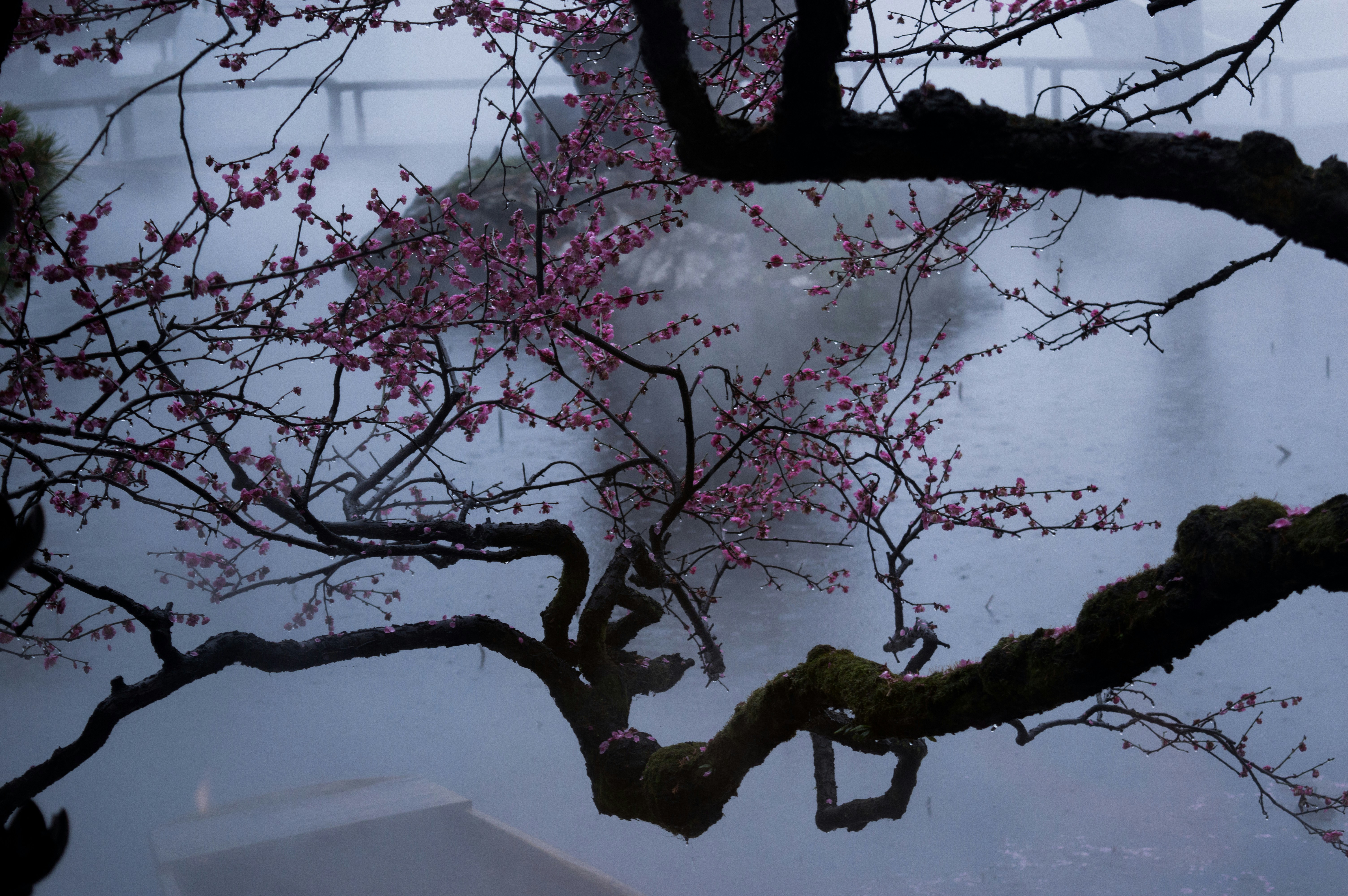 Pink blossoms on a tree branch with misty background.