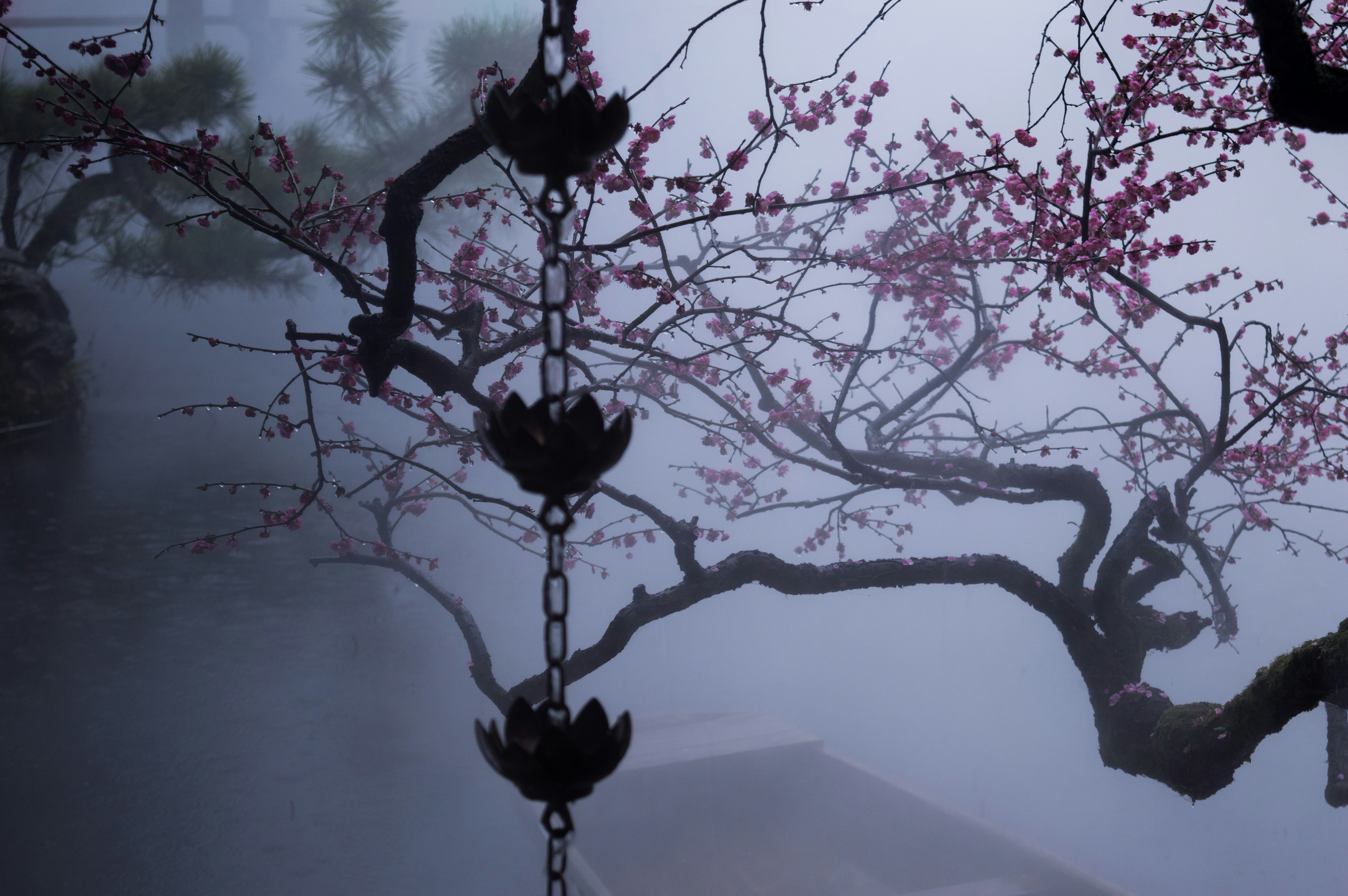 Blooming in the Mist: A Hanging Lantern Through Winter Blossoms