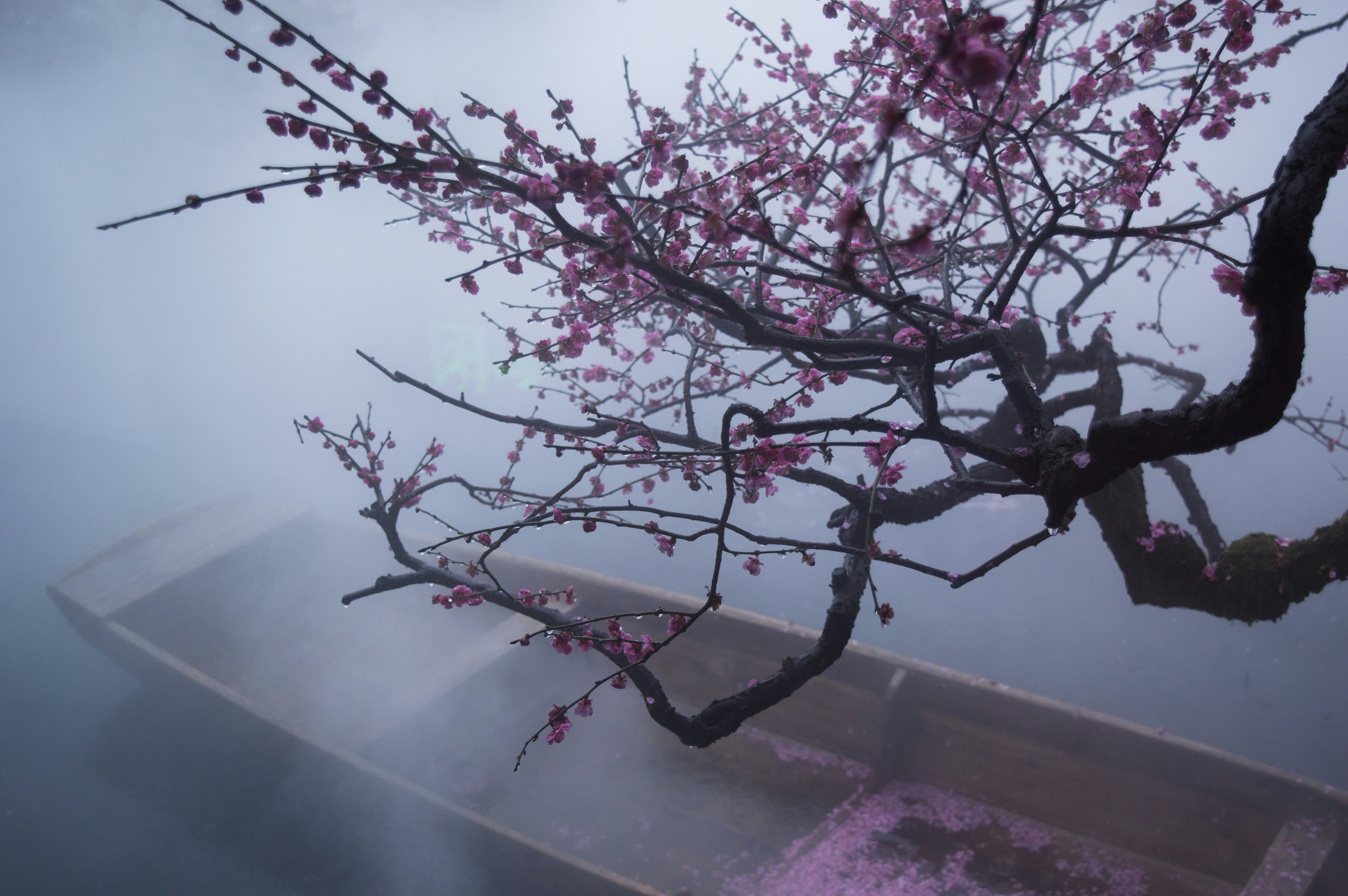 Blossoms on the Mist-Lapped Boat