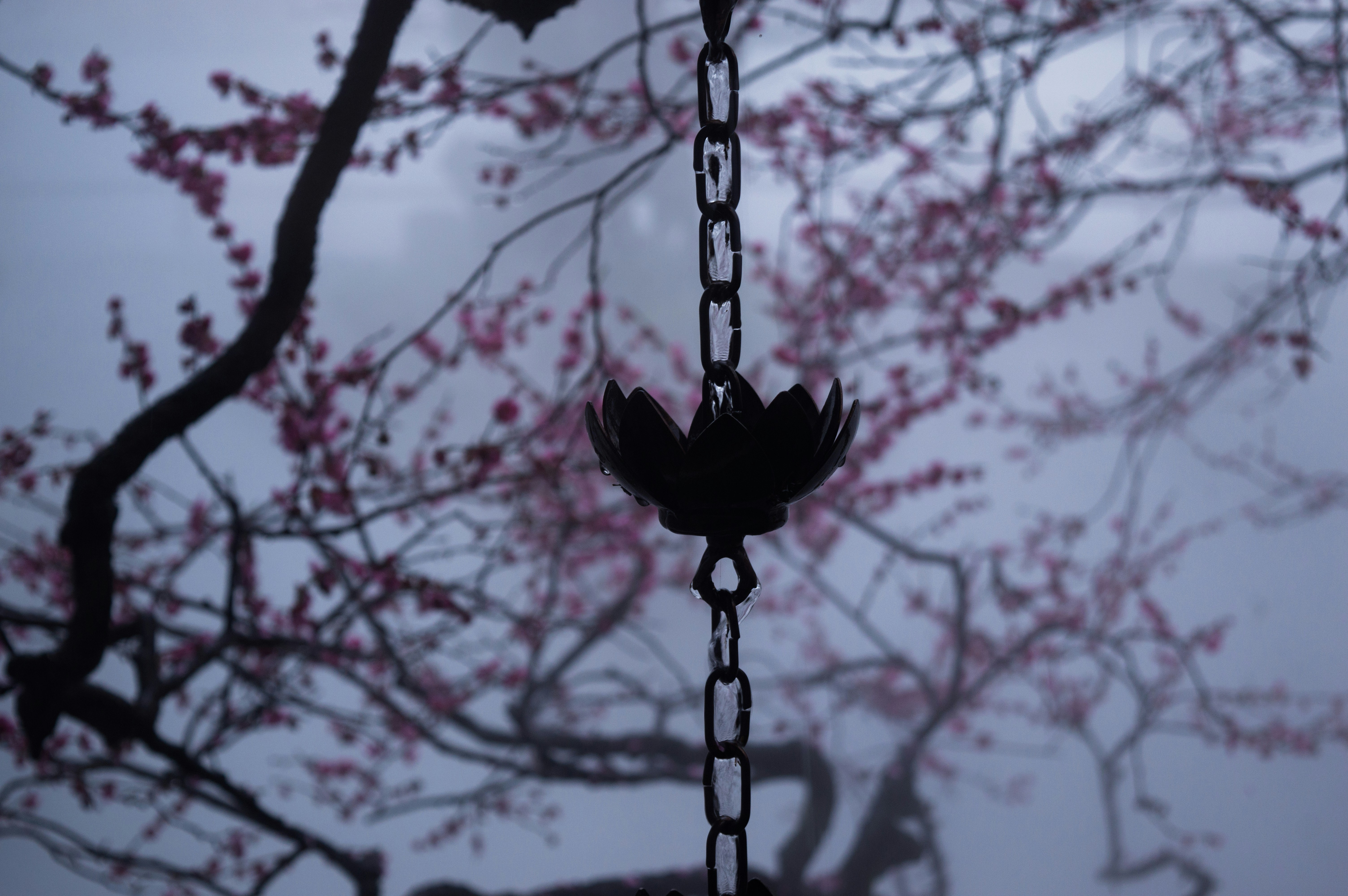 Silhouette of a Flowered Chain:.a pendant in bloom against a dusk-toned canopy
