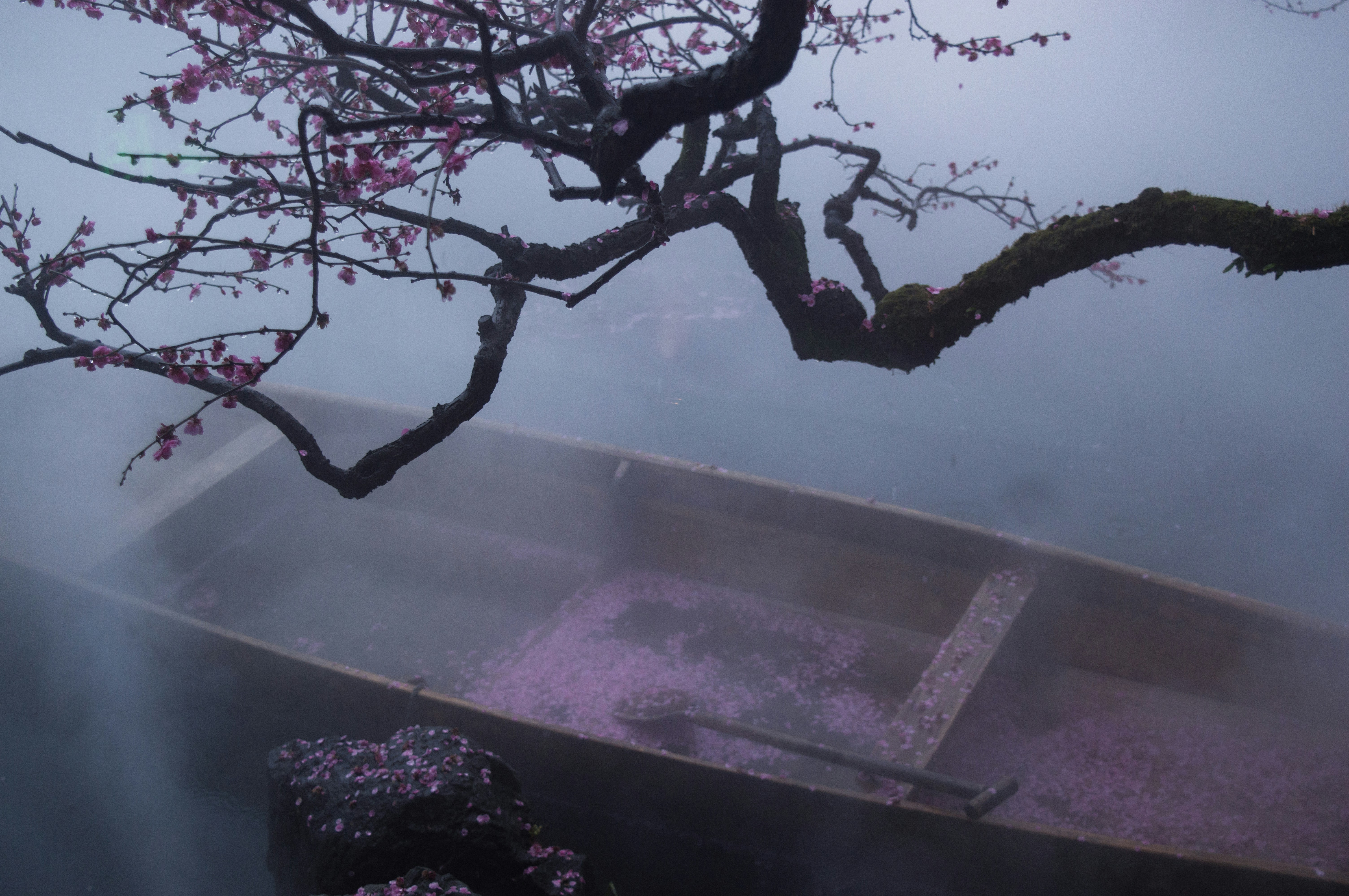 Blossom Over Mist on a Silent Boat