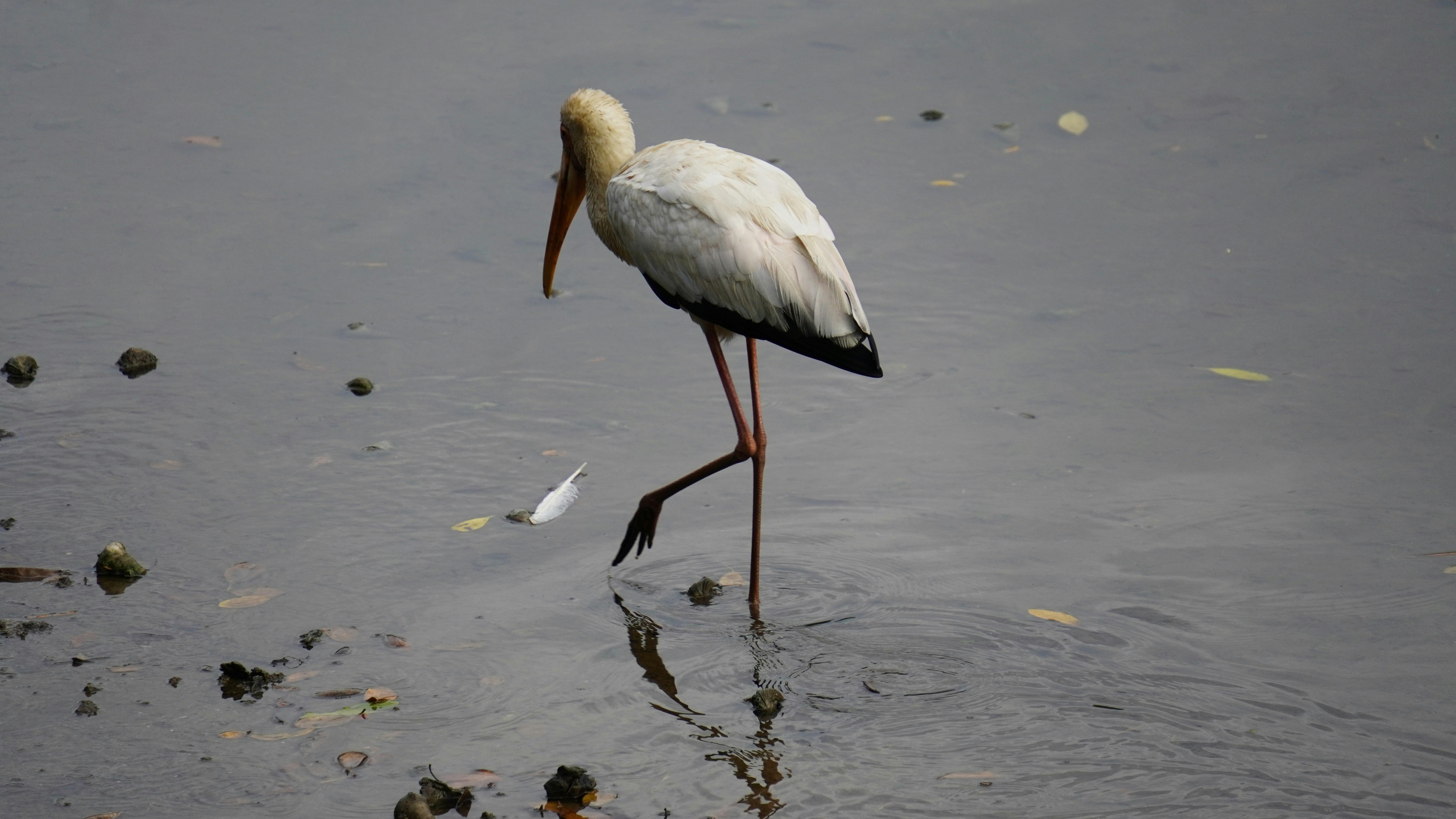 Stilted Grace: A White Ibis in Quiet Shoreline Light