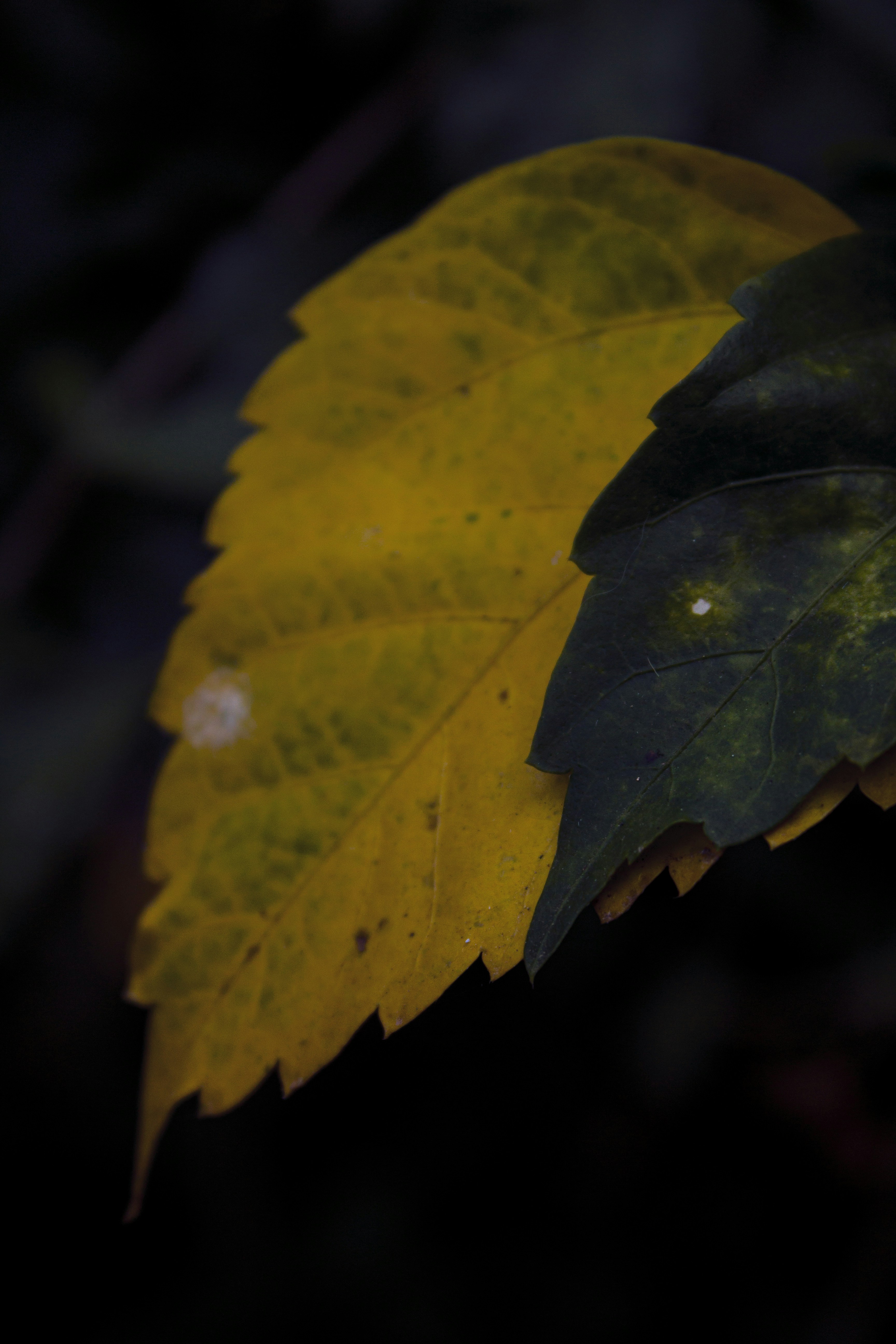 Autumn Leaf in Focus: A Lone Yellow Veil Against Velvet Darkness
