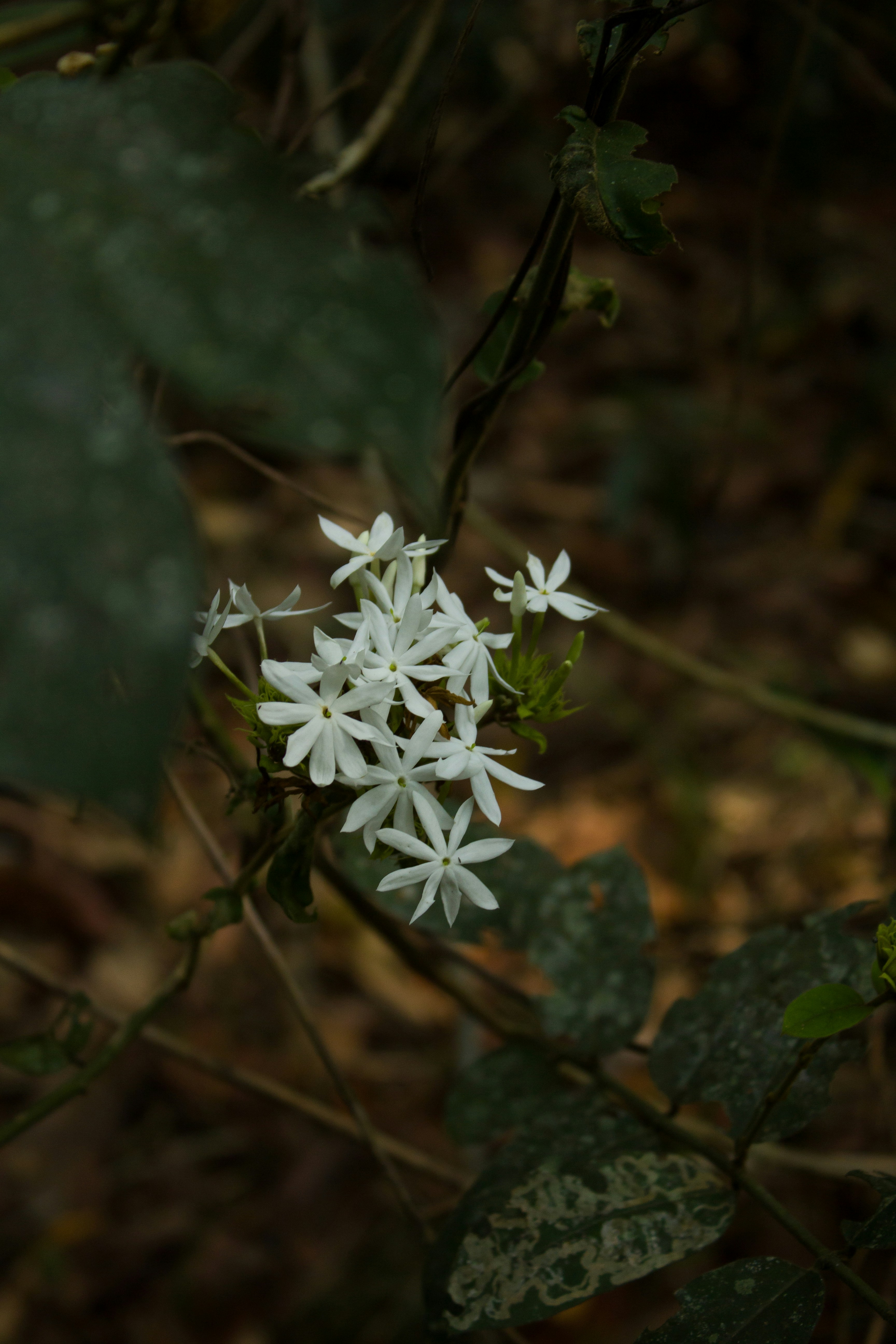 White star clusters on a shadowed vine