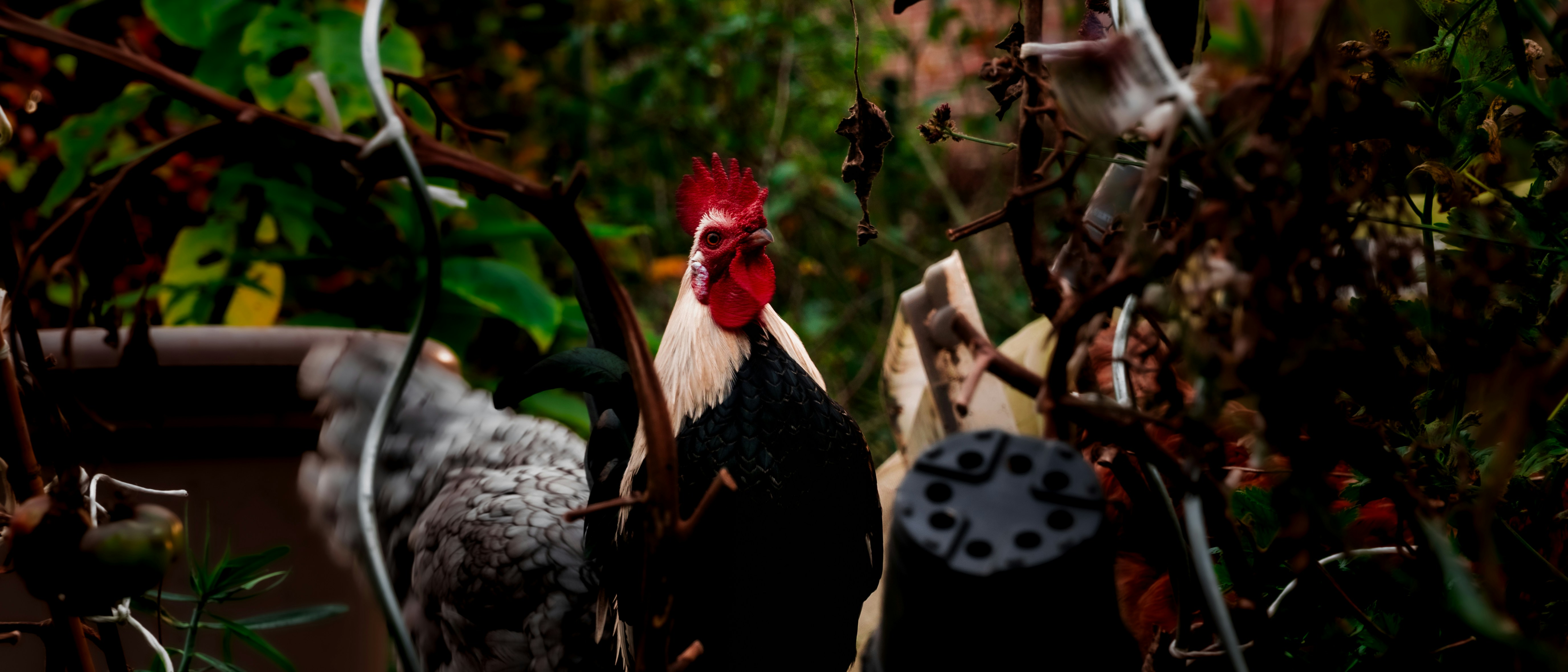 Rooster in a Quiet Garden: Sharp Gaze Amid Garden Tools